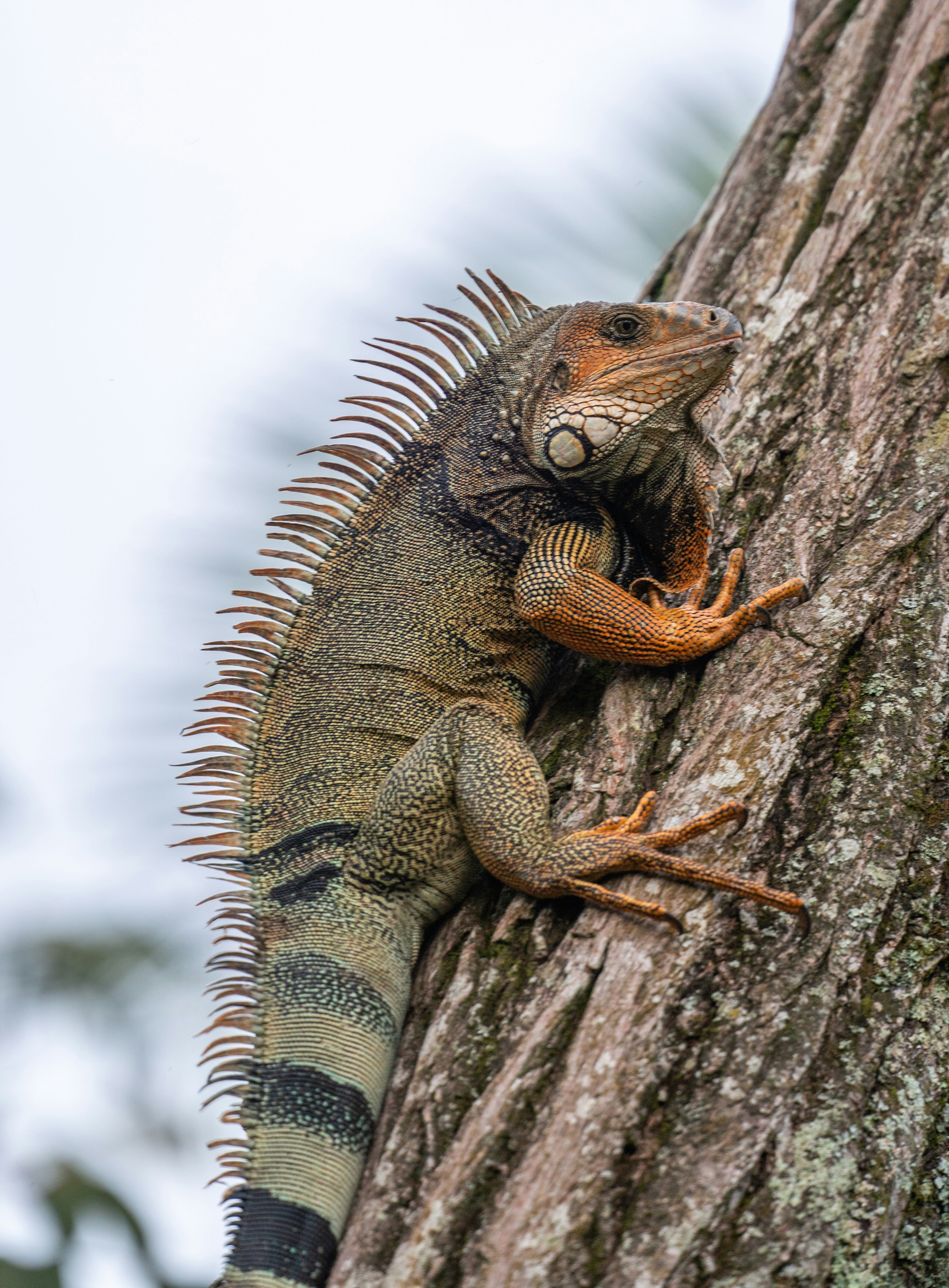 An iguana climbing up a tree in the jungle photo – Free Animal Image on ...