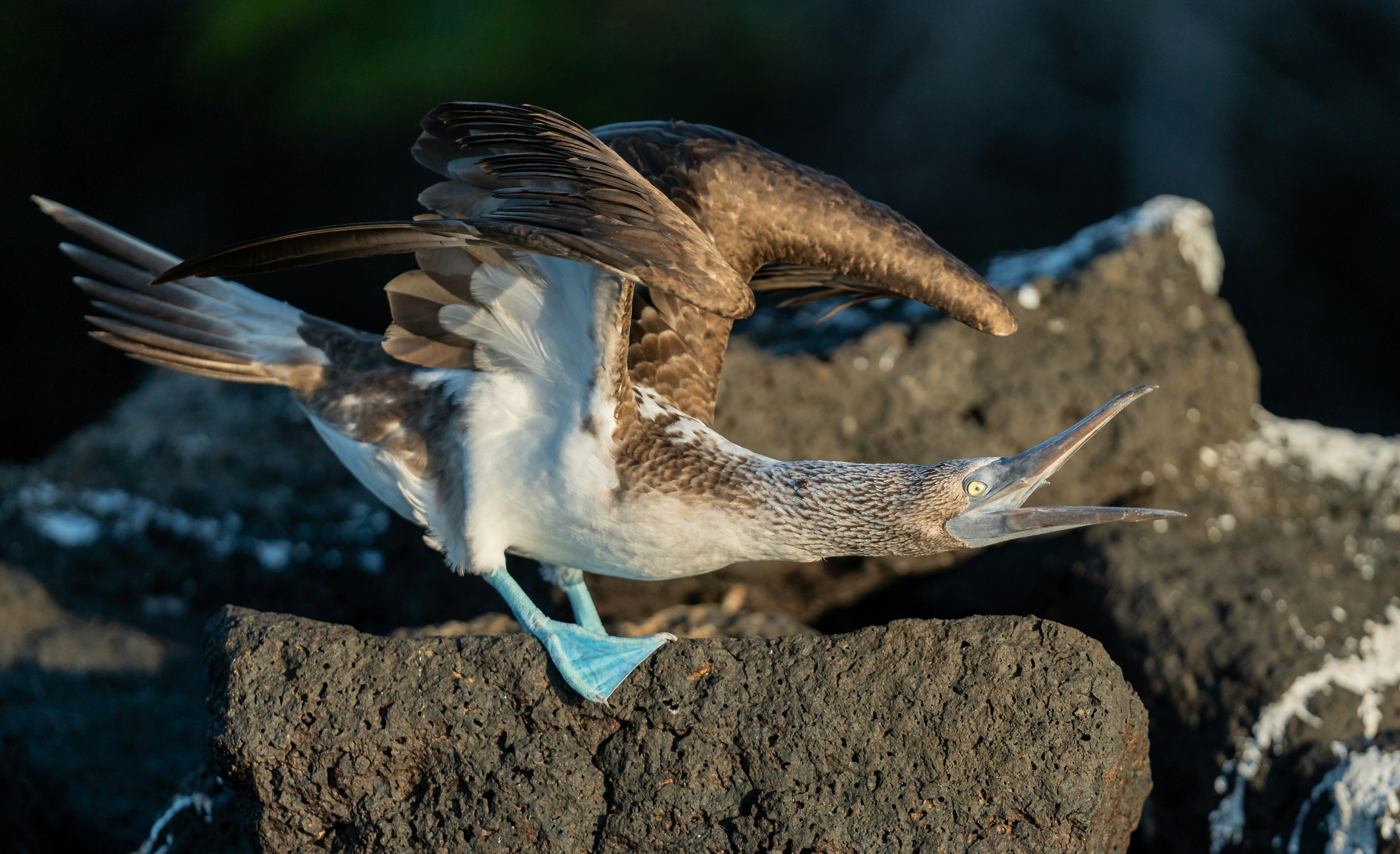 Photo by Bob Brewer with Sony Alpha 9