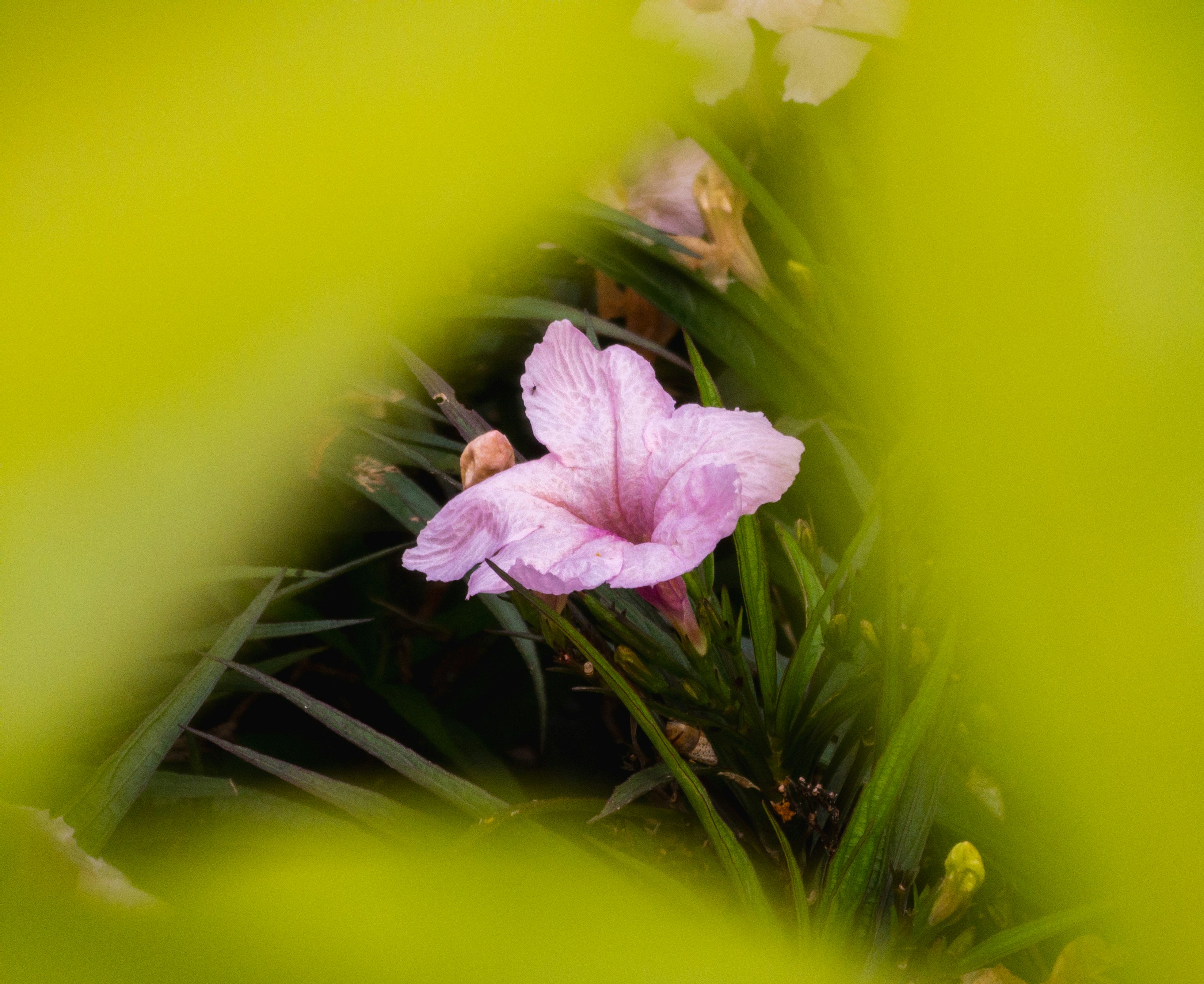 A pink flower is seen through the leaves of a plant photo – Free ...