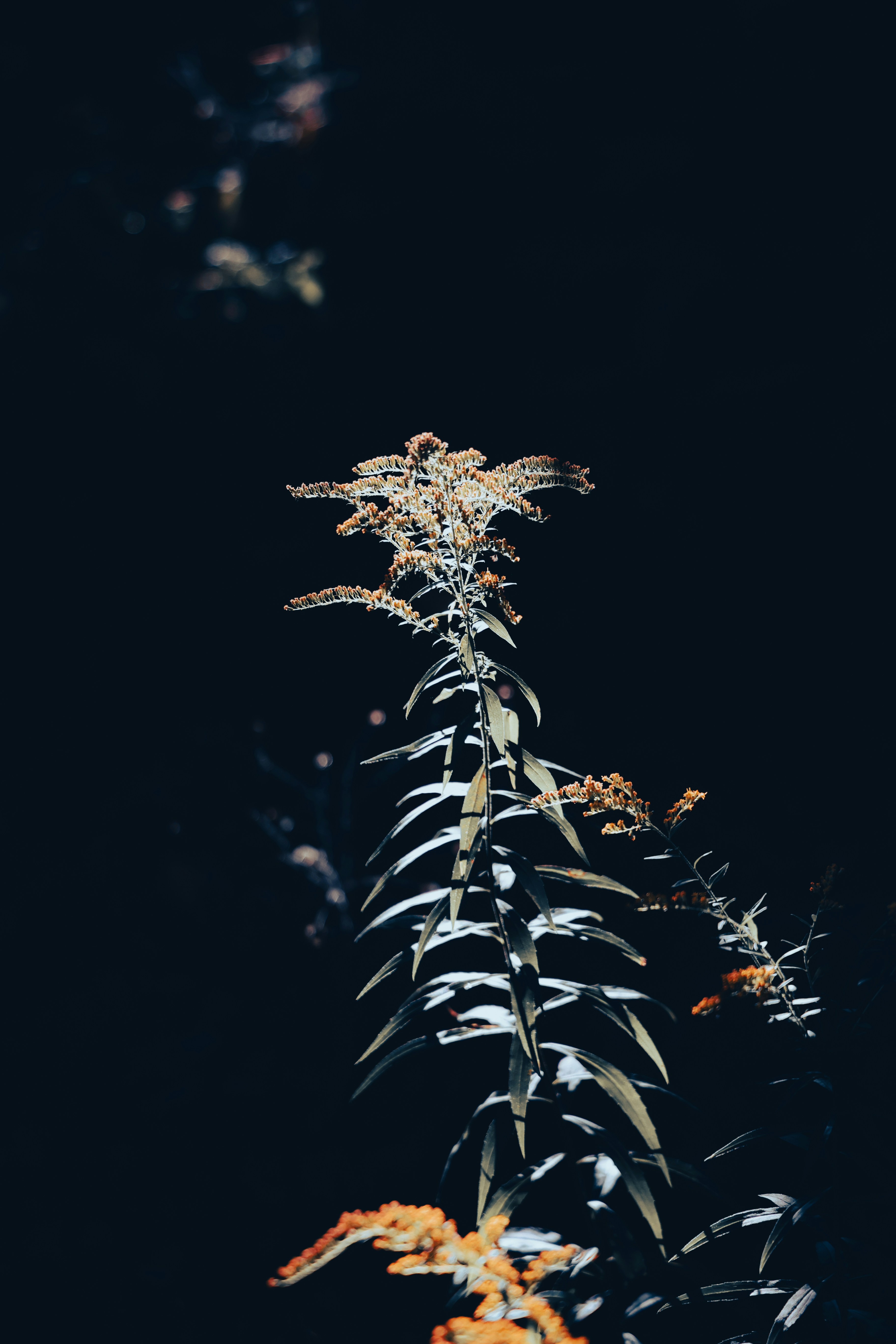Ember-tipped Spire Rising in a Velvet Night Garden
