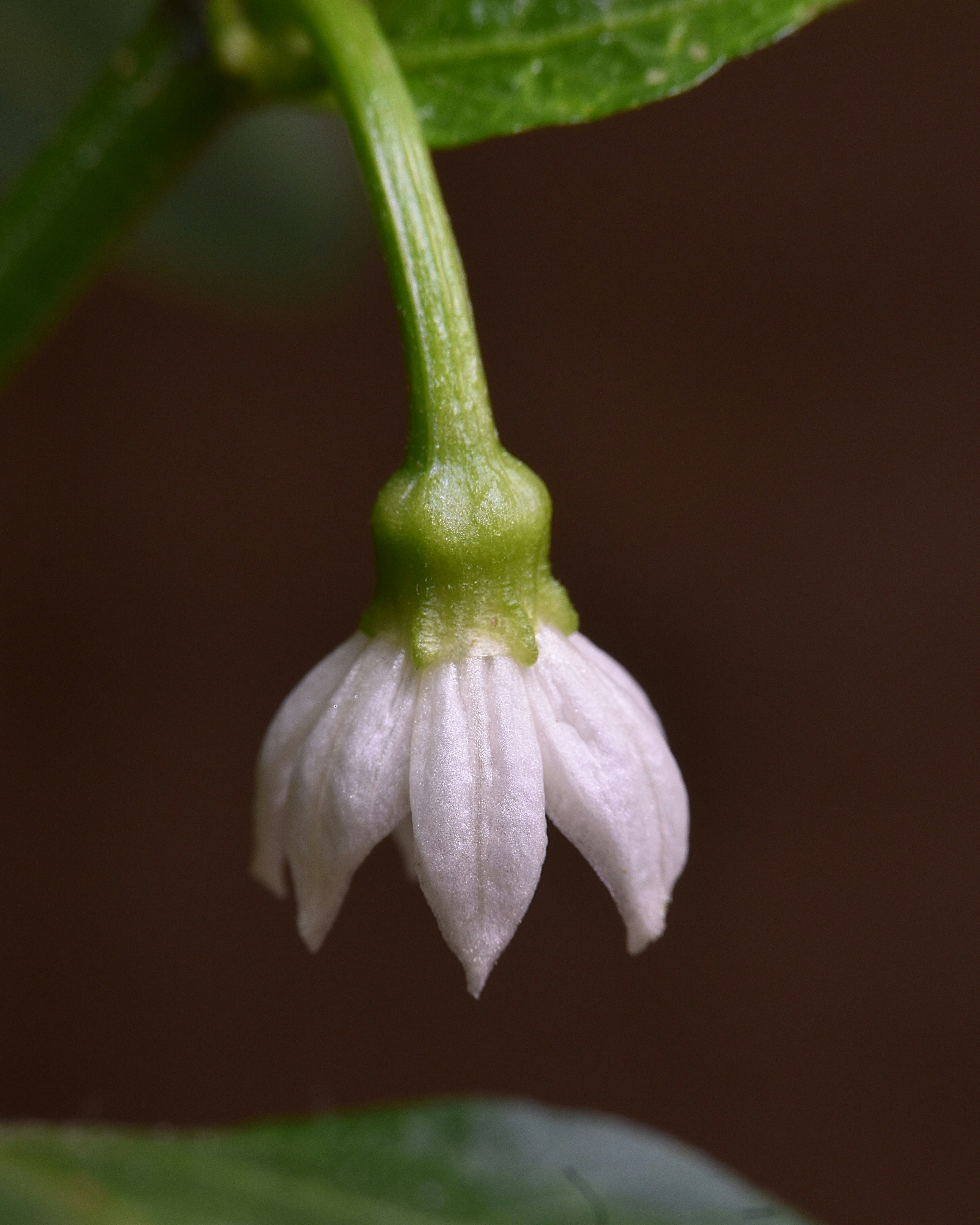 Pendant Bloom: A Tiny White Flower Hangs from a Green Stem