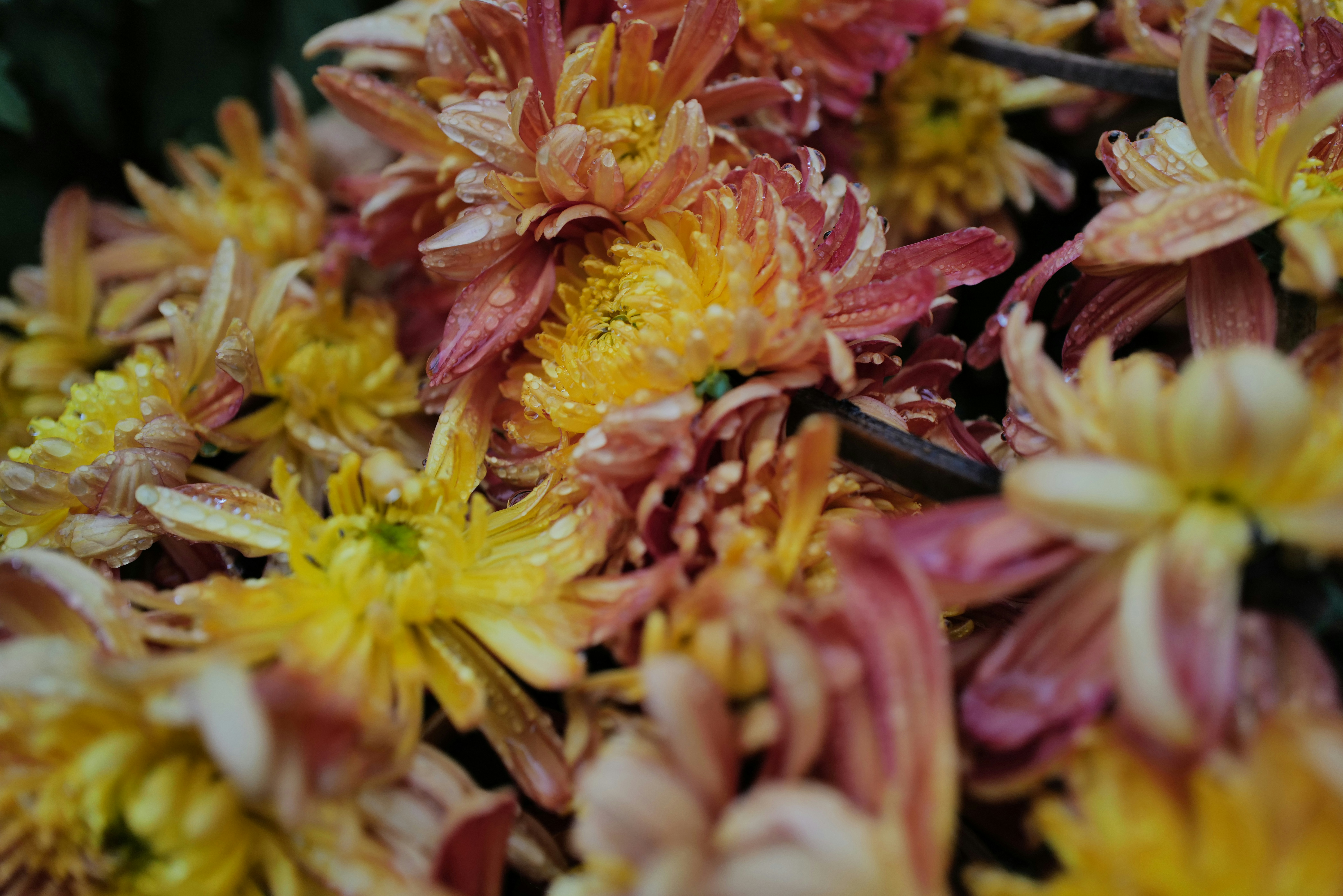 Chrysanthemum Mosaic: Sunlit Petal Exchange