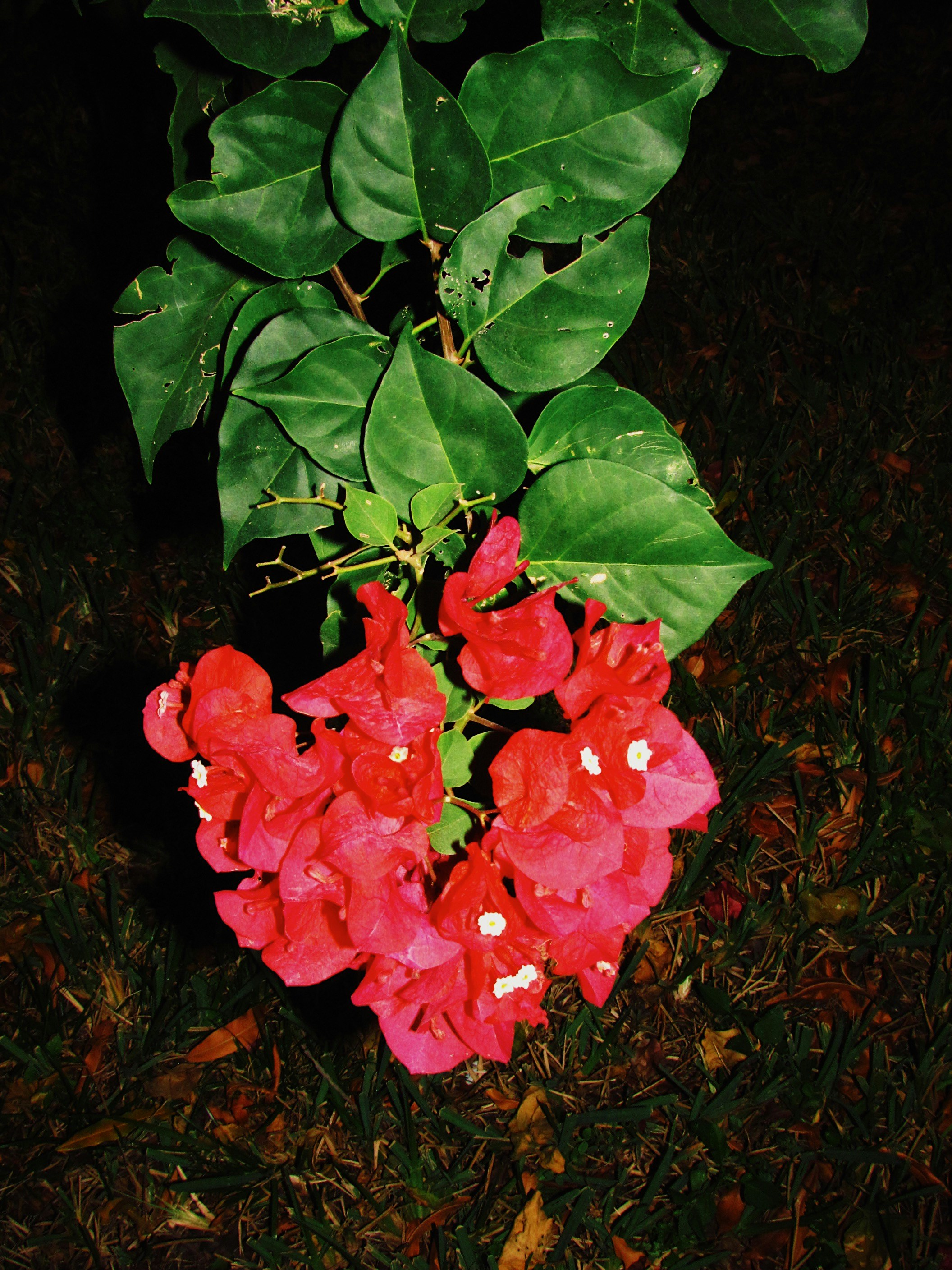 Bright pink bougainvillea blossoms cascade with glossy green leaves against a dark ground backdrop.