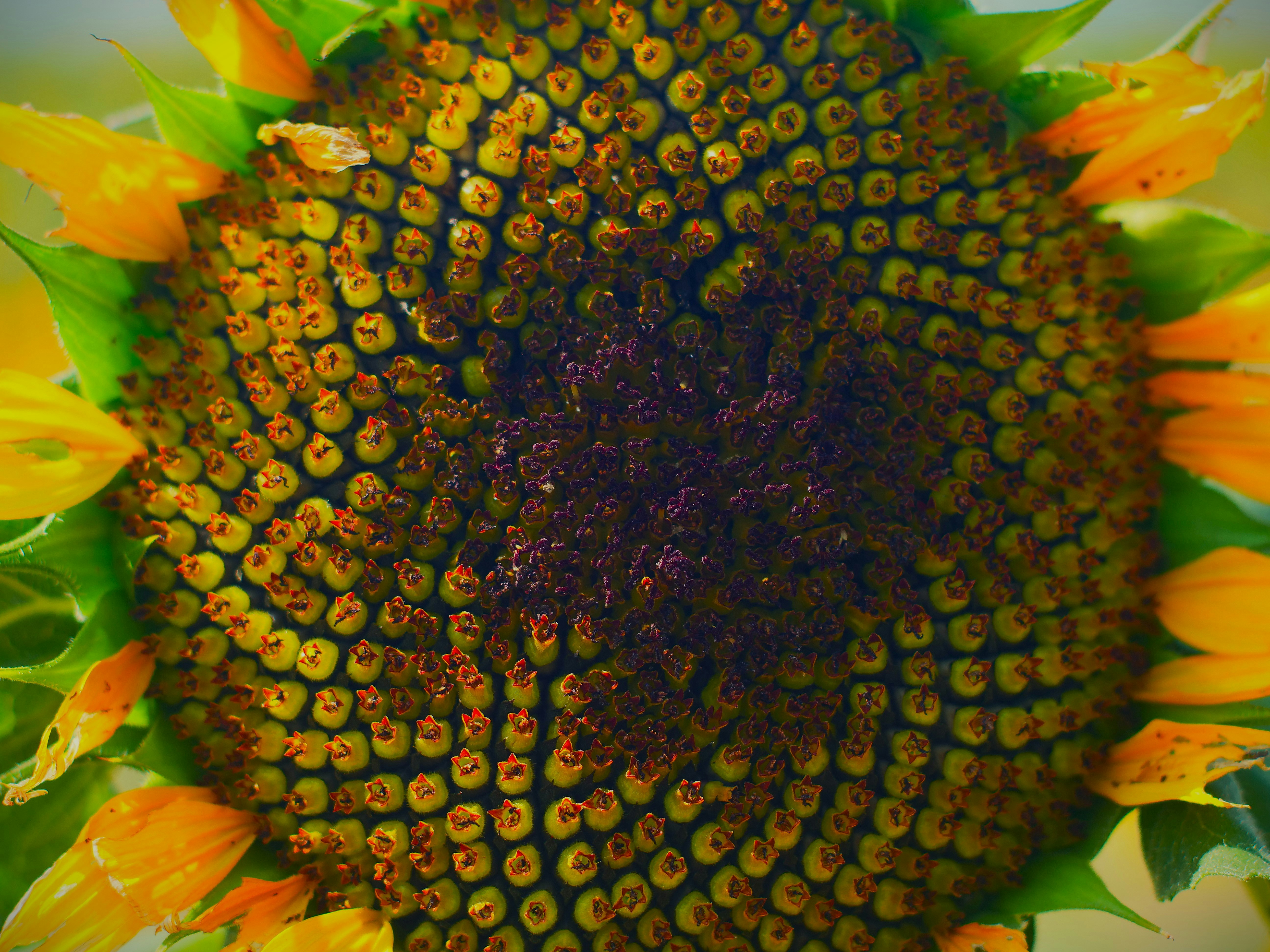 Close-up of a sunflower head with intricate seed patterns and vibrant yellow petals.