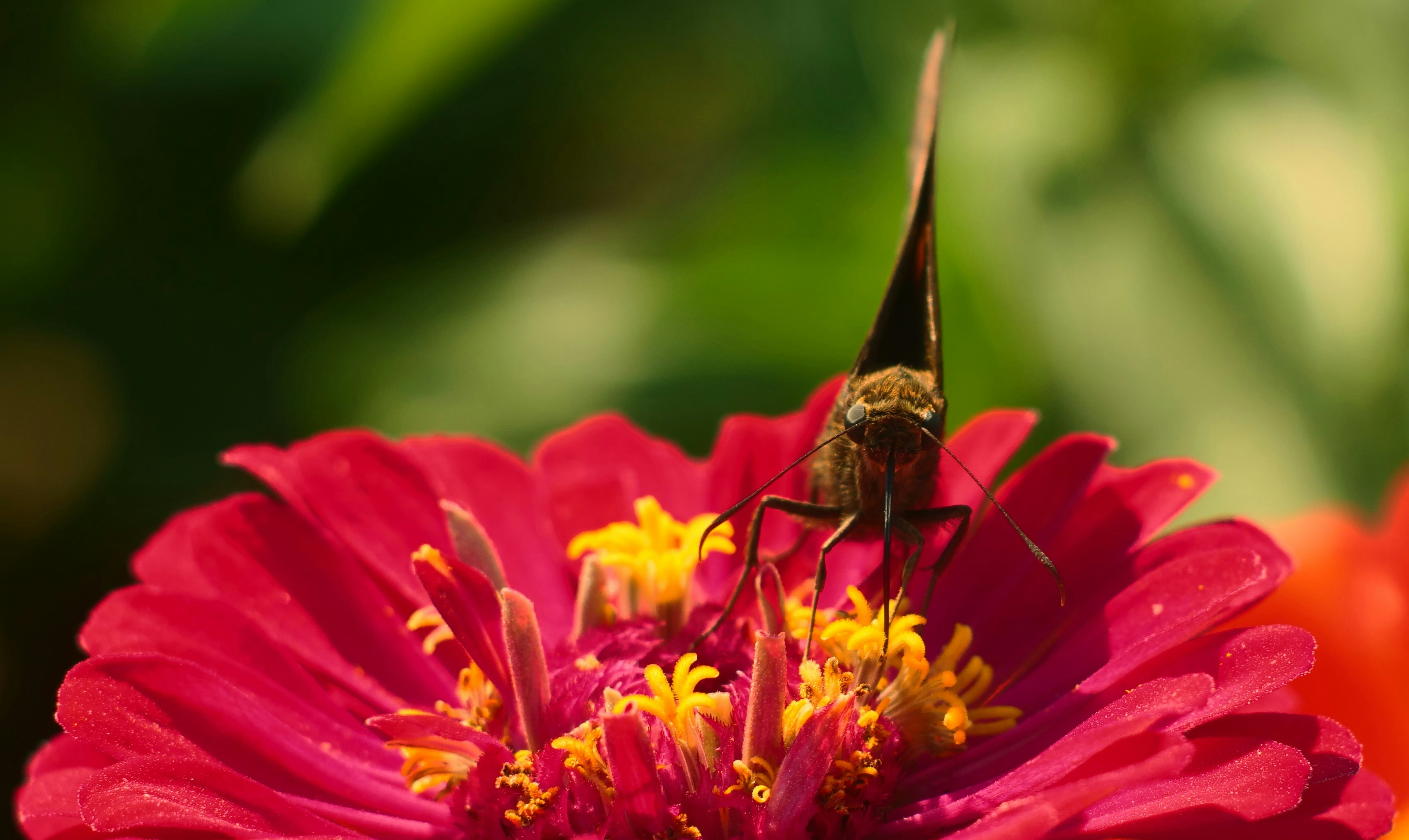 A close up of a flower with a bee on it