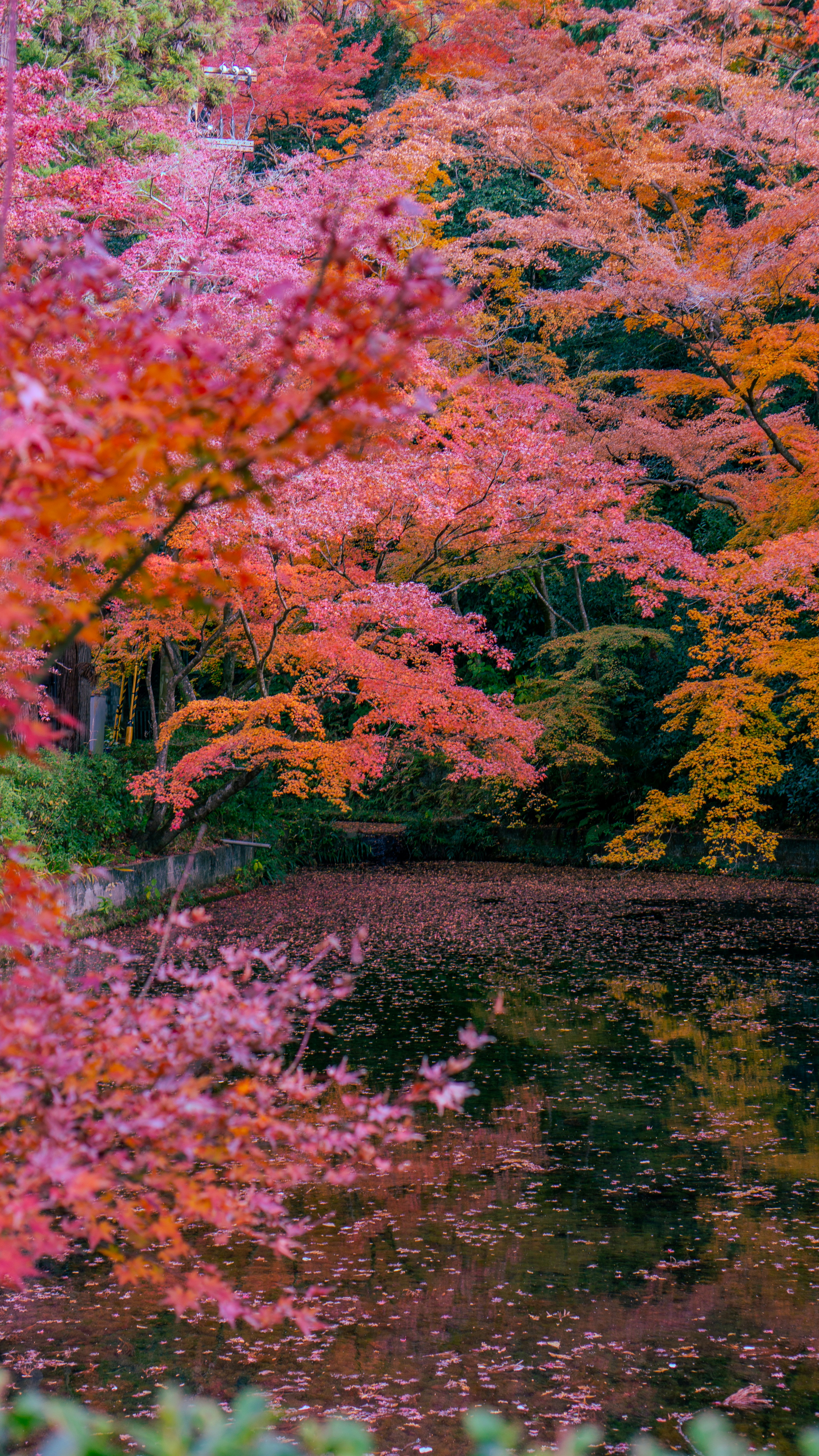 Bright autumn leaves in red, pink, and orange surround a pond