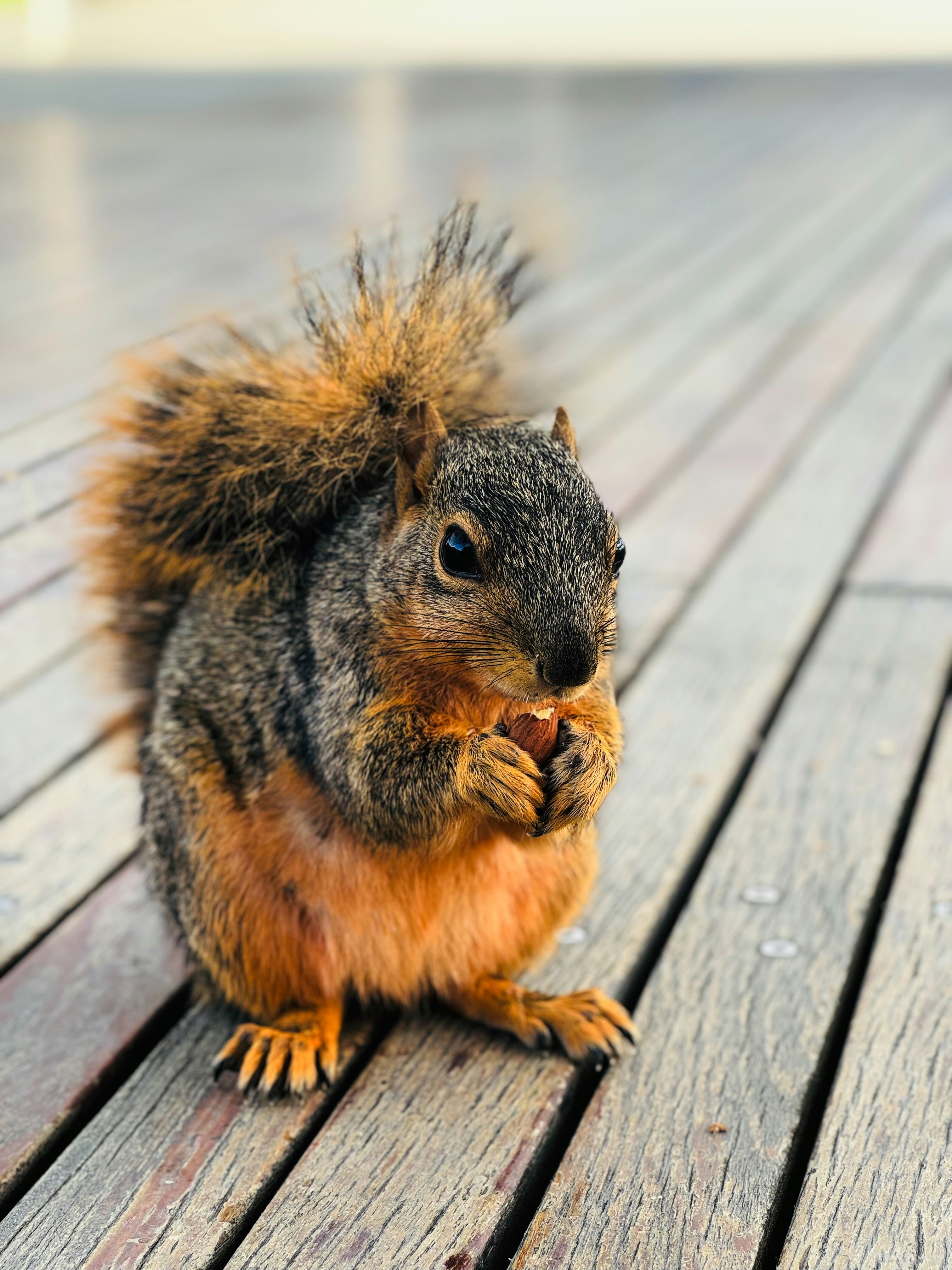 Curious Squirrel on Wooden Deck