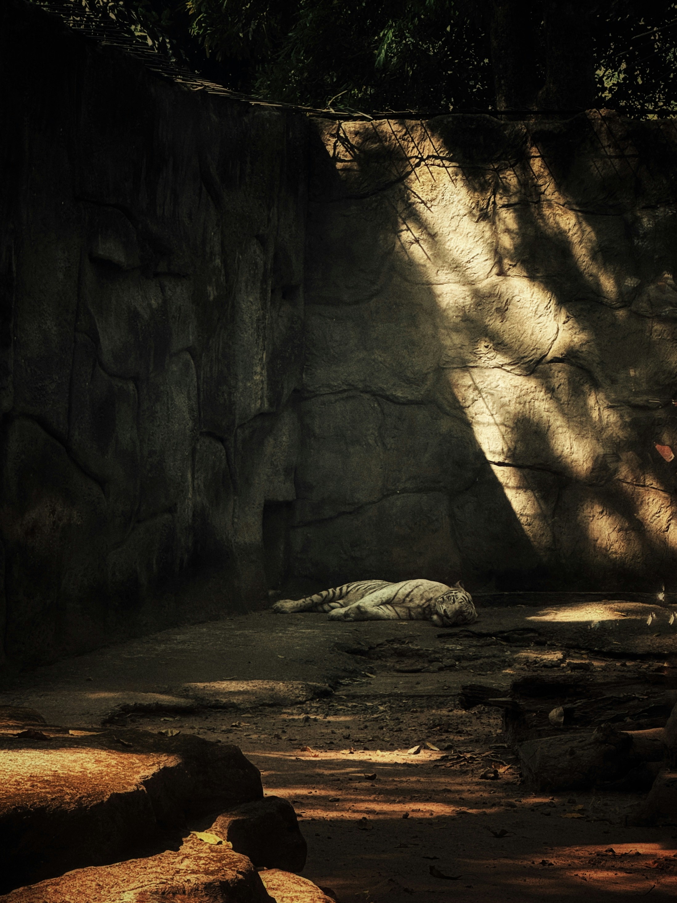 Dappled Silence: A White Tiger Resting in a Shadowed Rock Corridor
