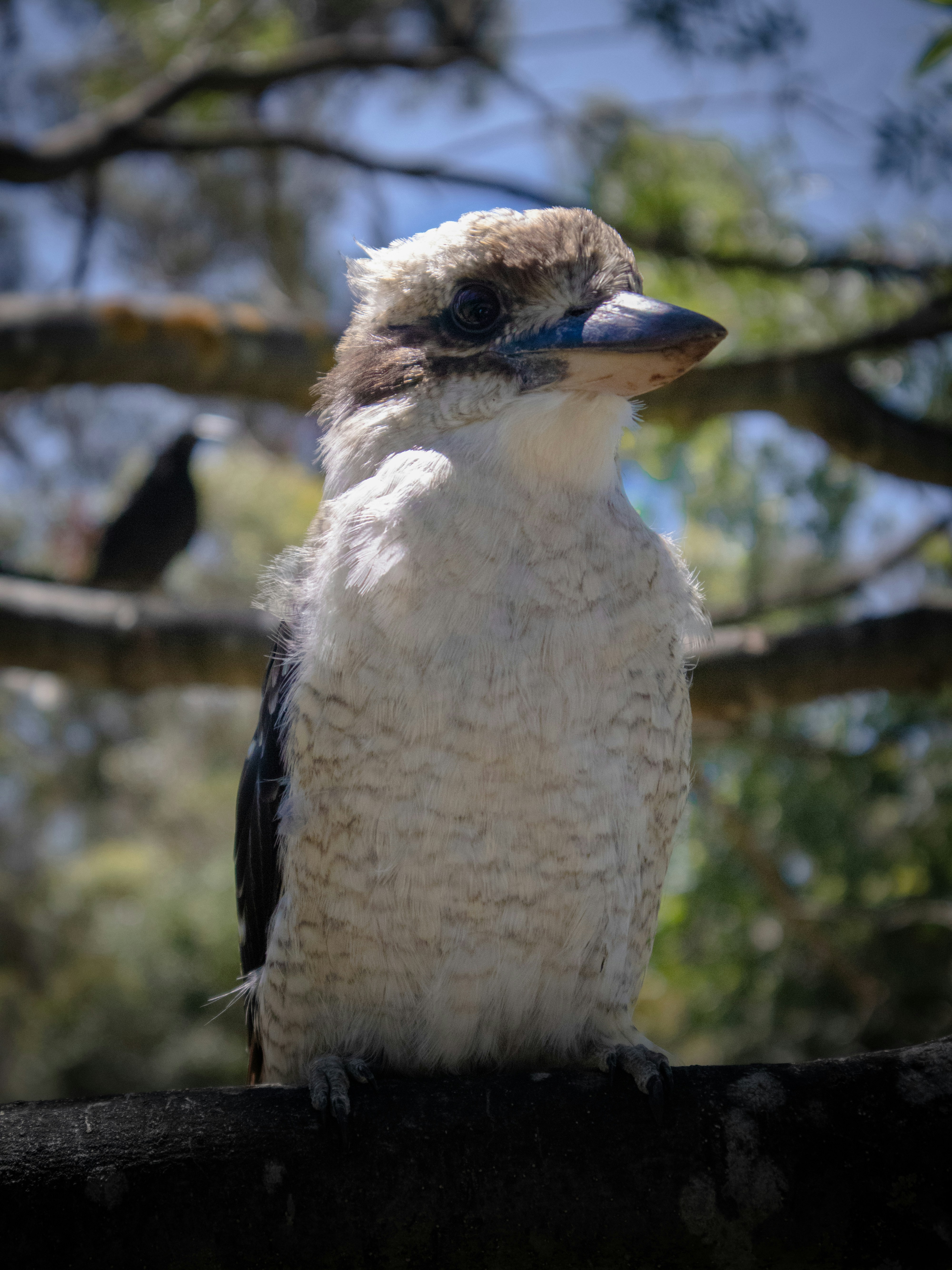 Dappled Morning Watch: A Kookaburra Perched on a Sunlit Branch