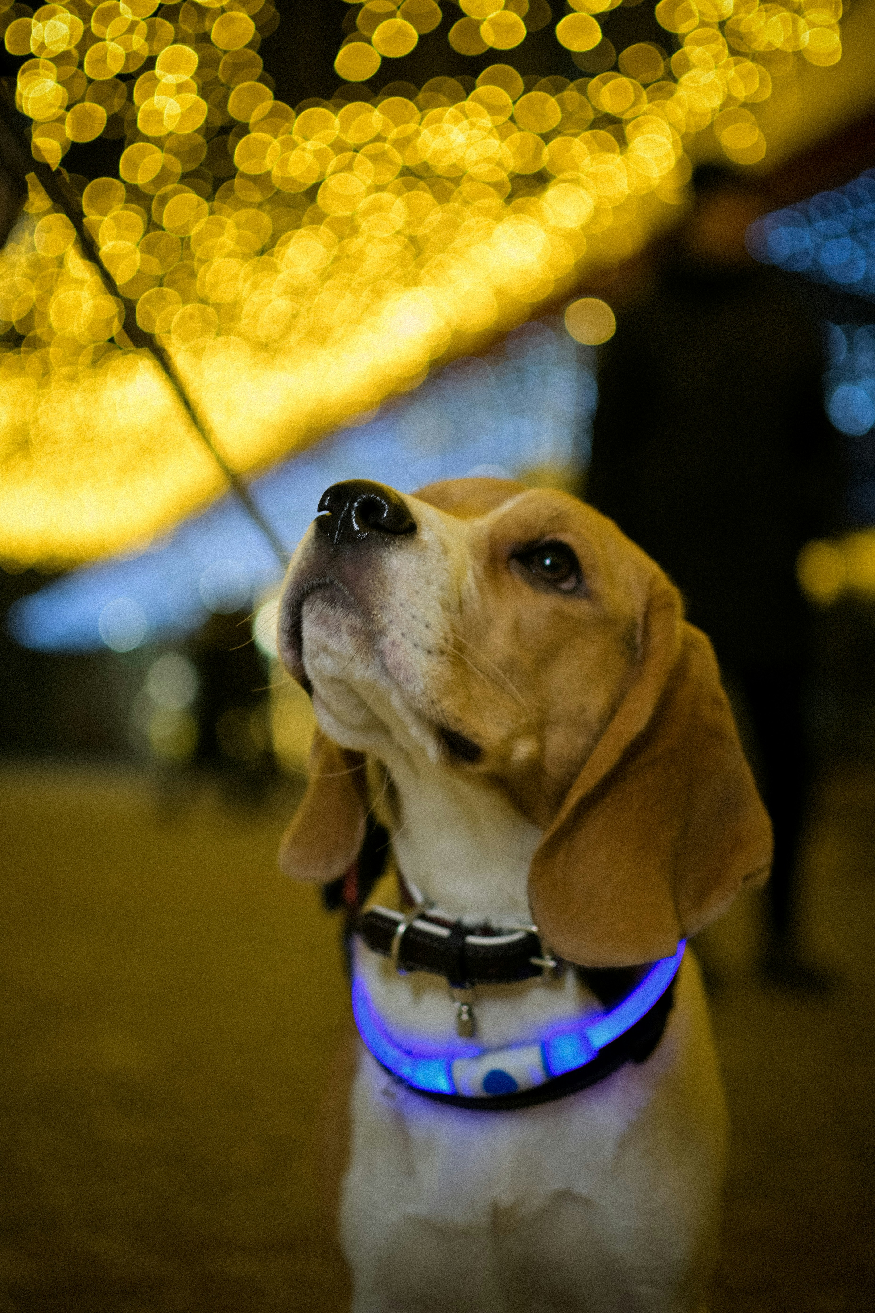 Beaming in Neon: A Beagle Under Golden Glimmers