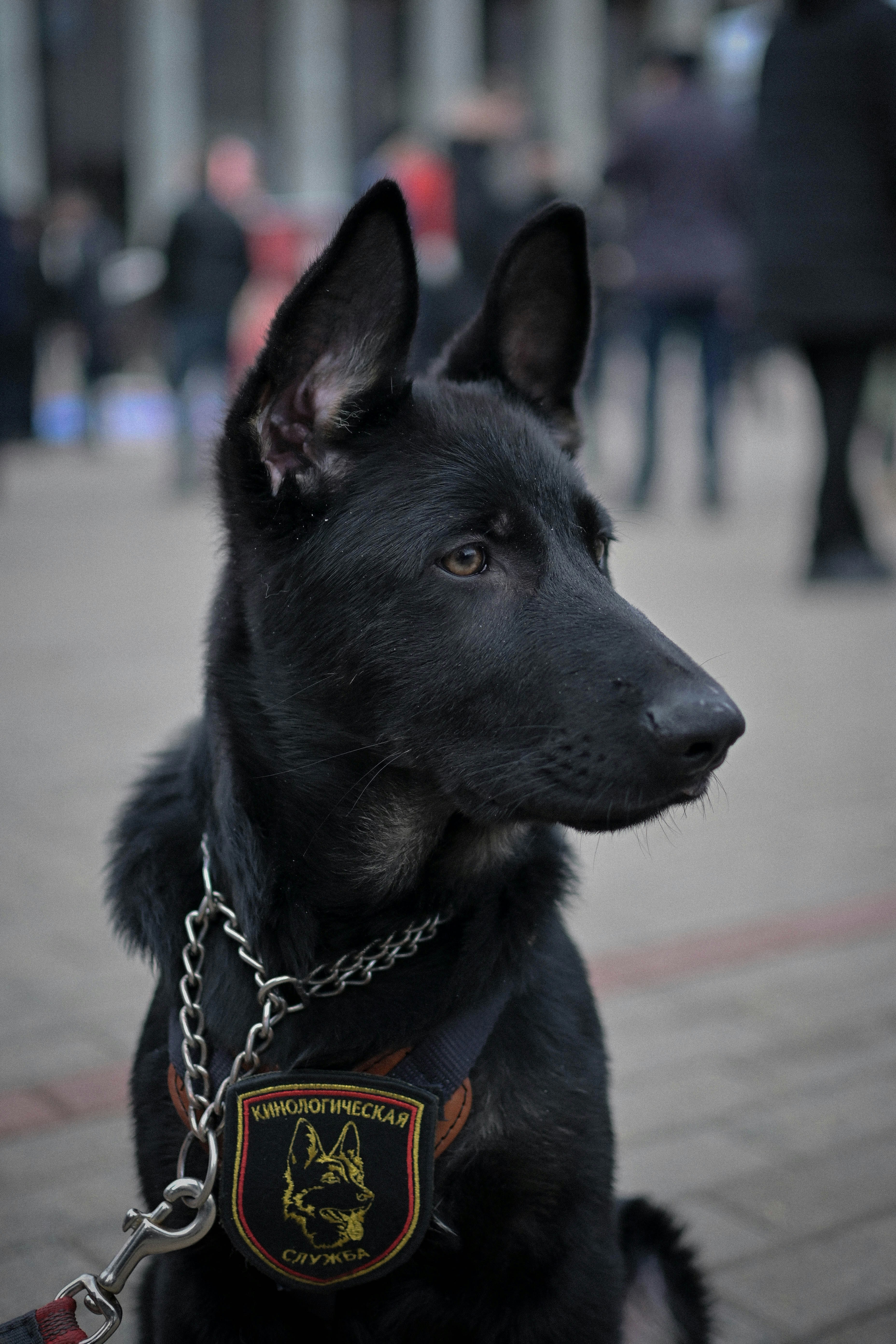 Urban Sentinel: Black German Shepherd with K9 Badge in the City Square