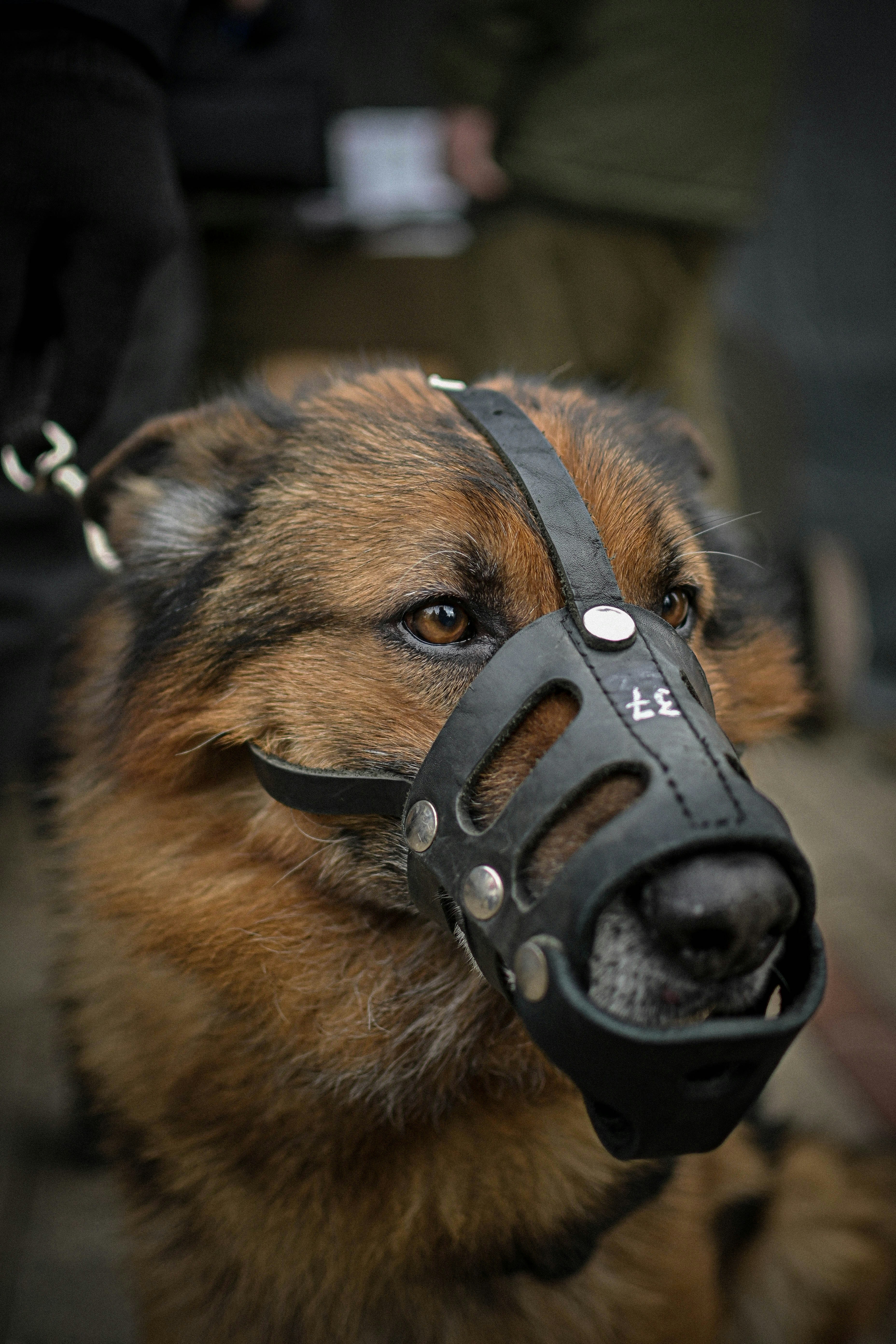 Gaze Behind the Muzzle: An Intimate Dog Portrait in Soft Focus