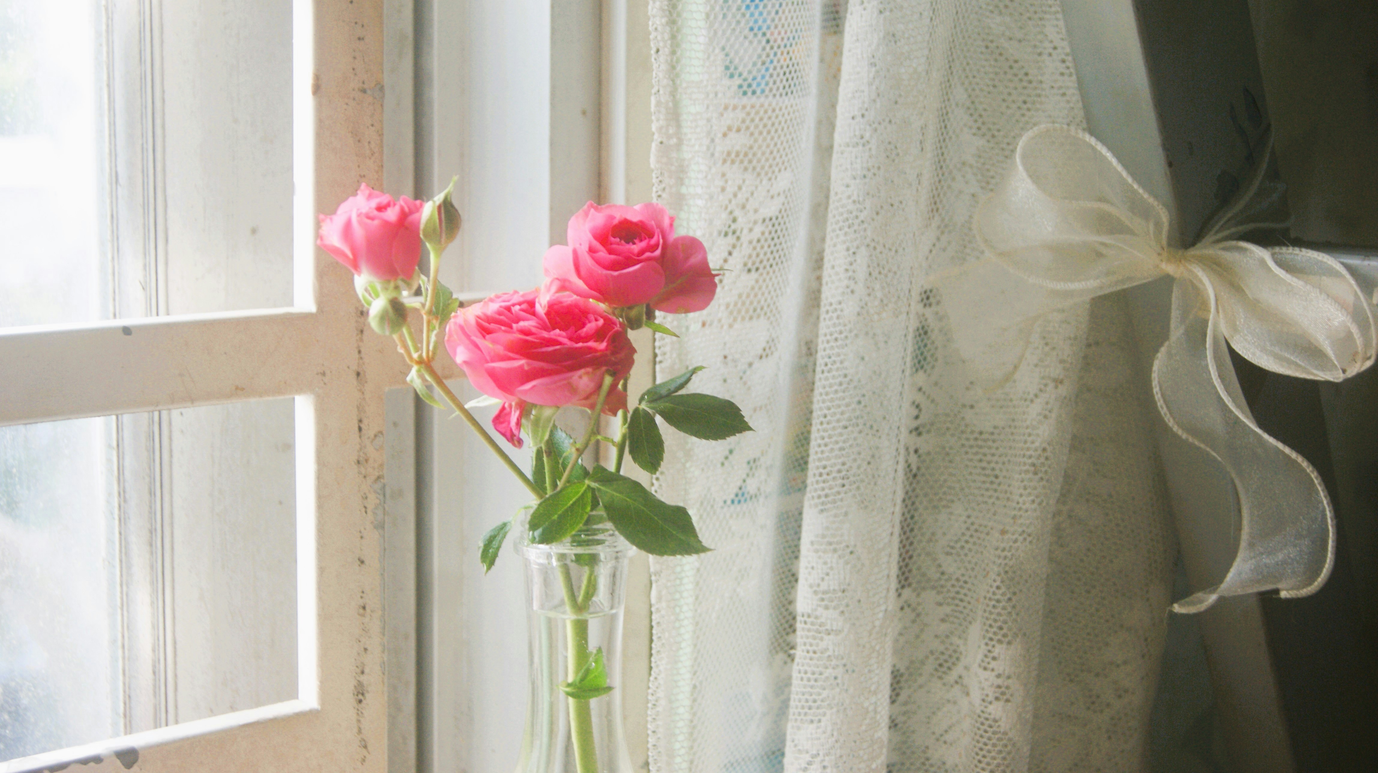 A vase filled with pink roses next to a window photo – Free Blossom ...