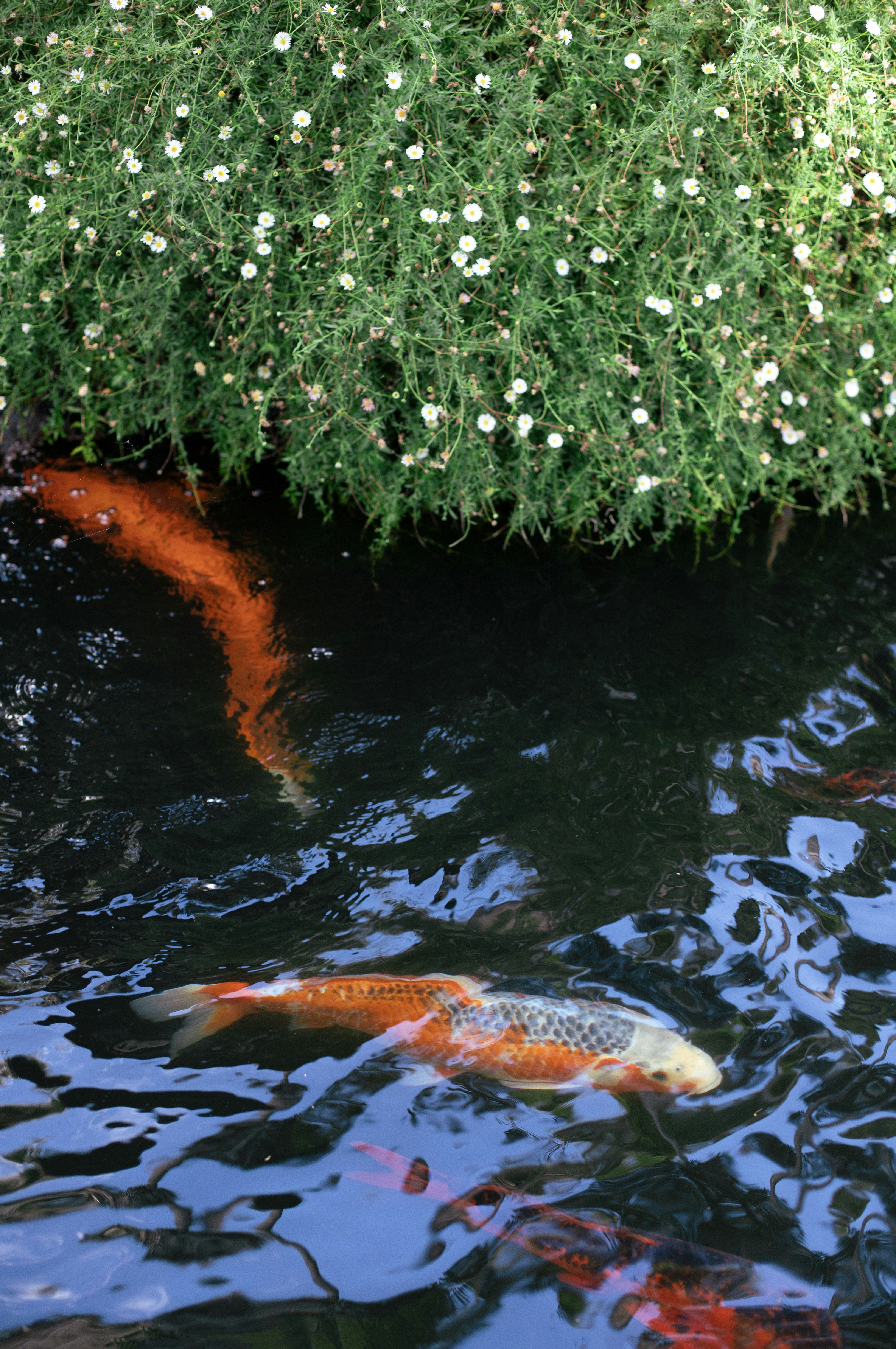 Orange Koi Serenade: A Pond Ballet Under Dense Greenery