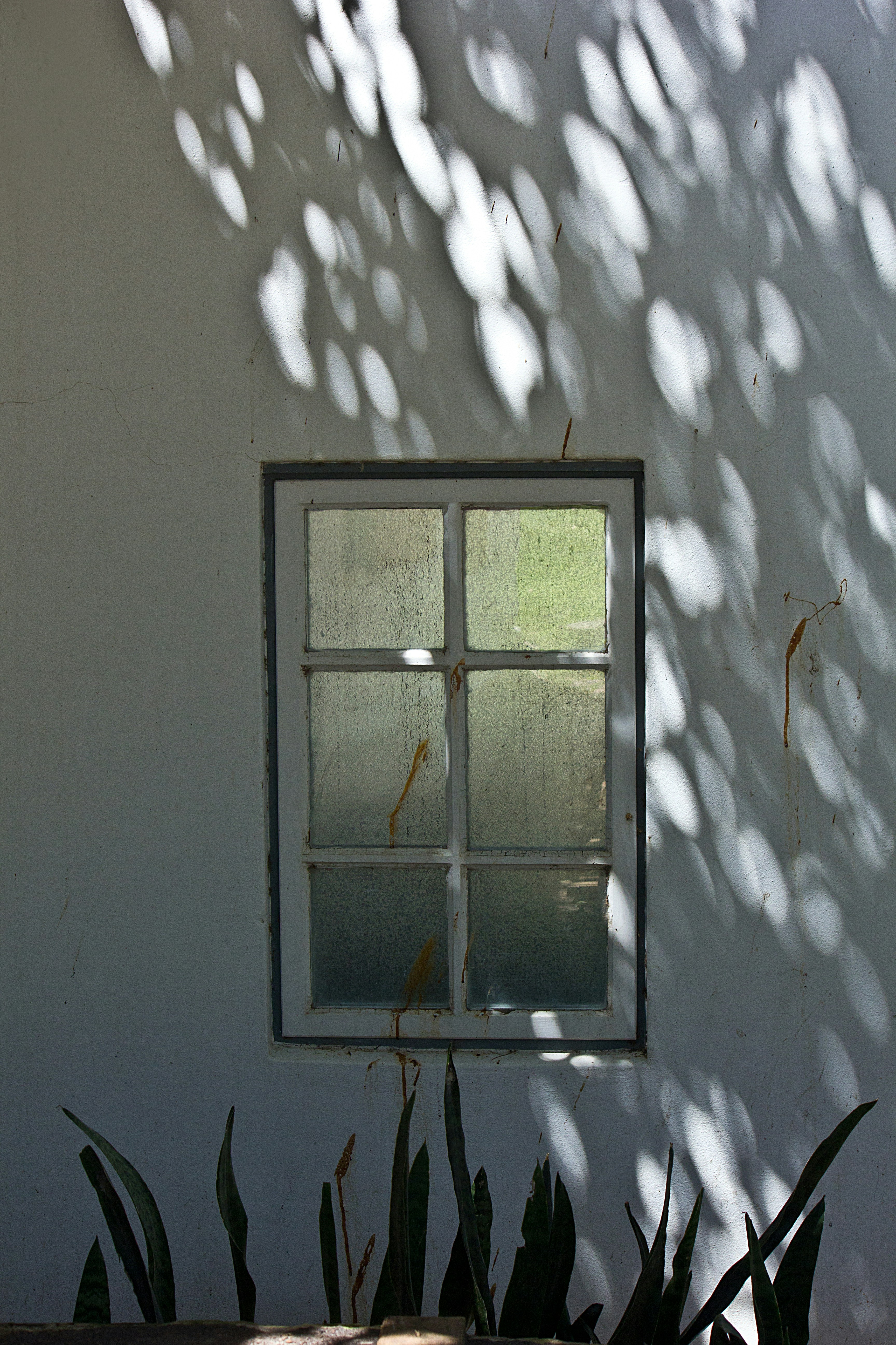 Shadow Script: Dappled Light on a White-Walled Window