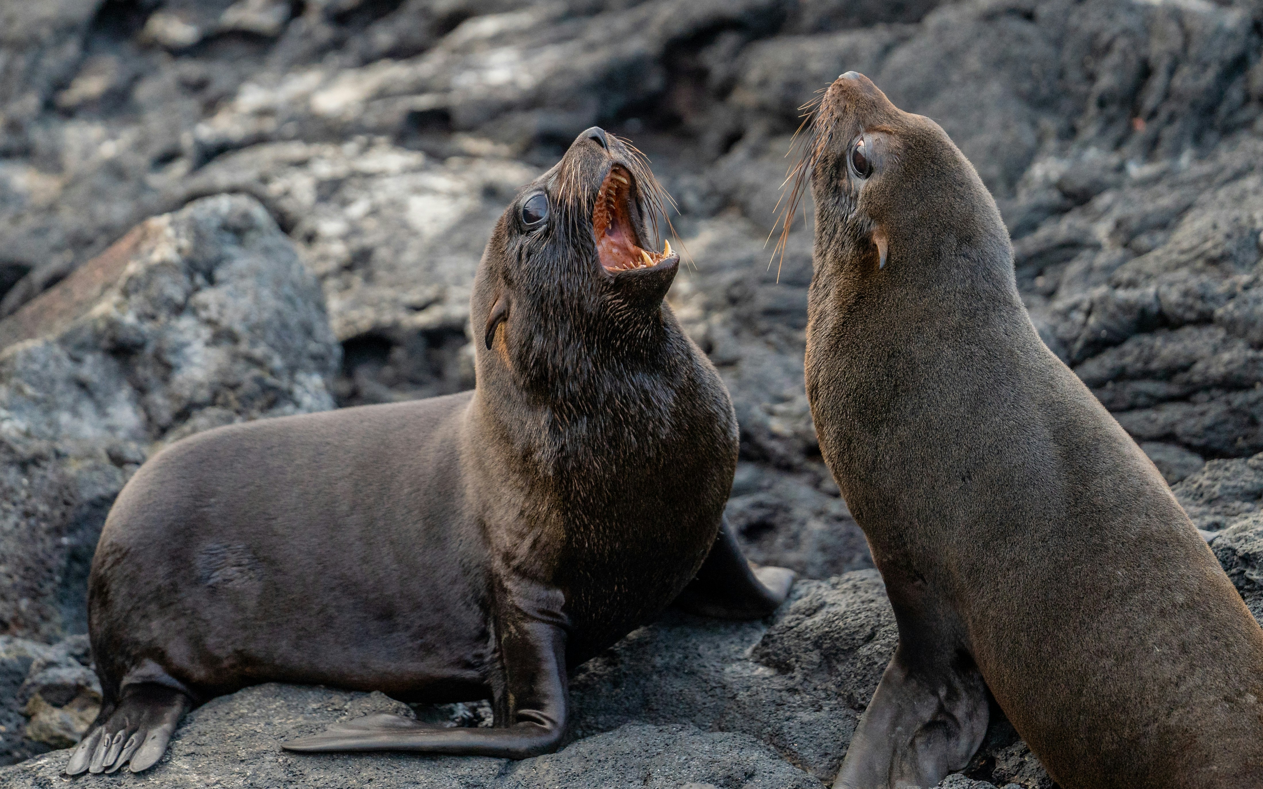 A couple of animals that are on some rocks photo – Free Animal Image on ...