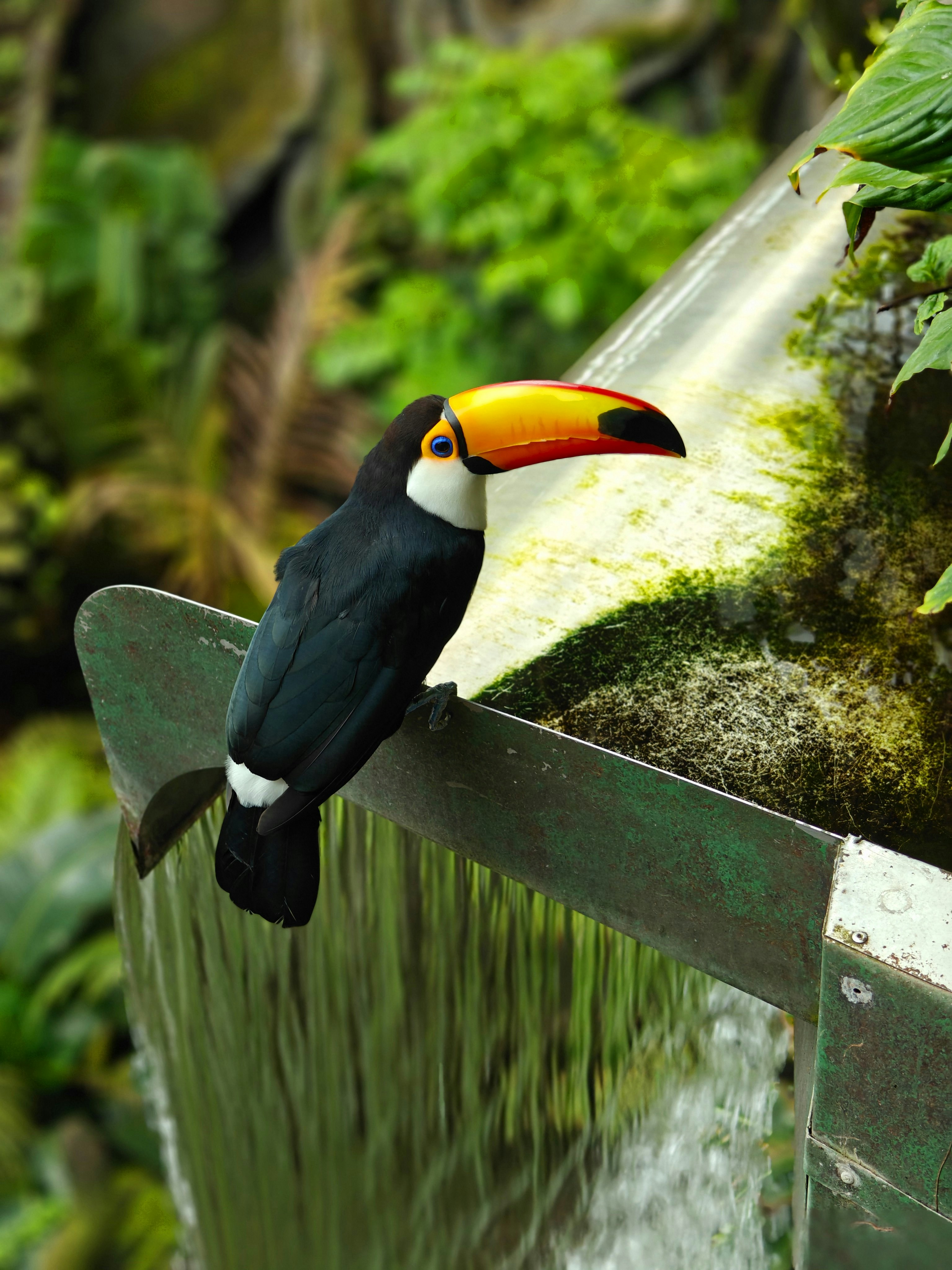 Neon Beak Over Moss and Flow: A Toucan Beside the Cascade