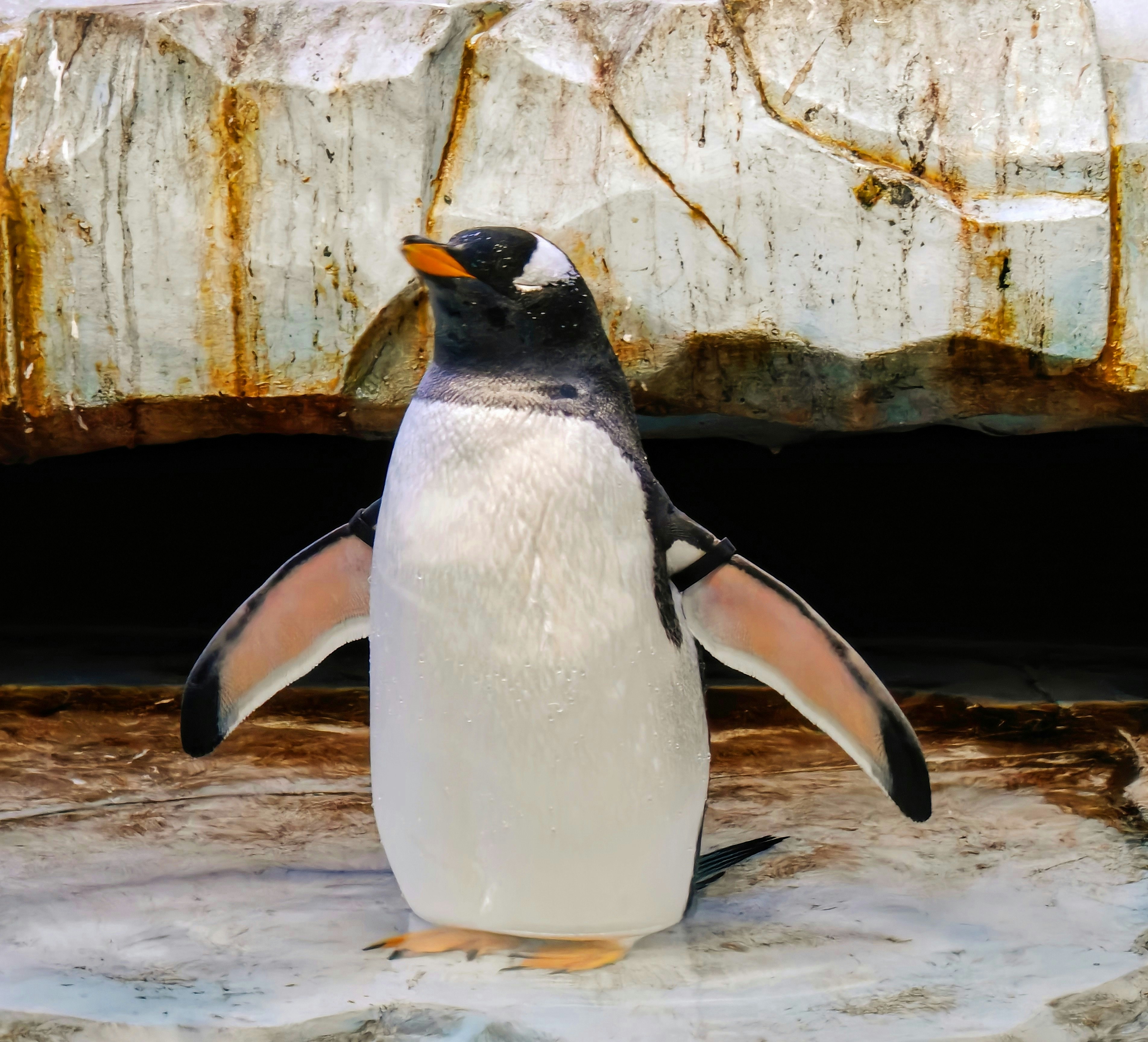 A Penguin Posing for a Photograph!
