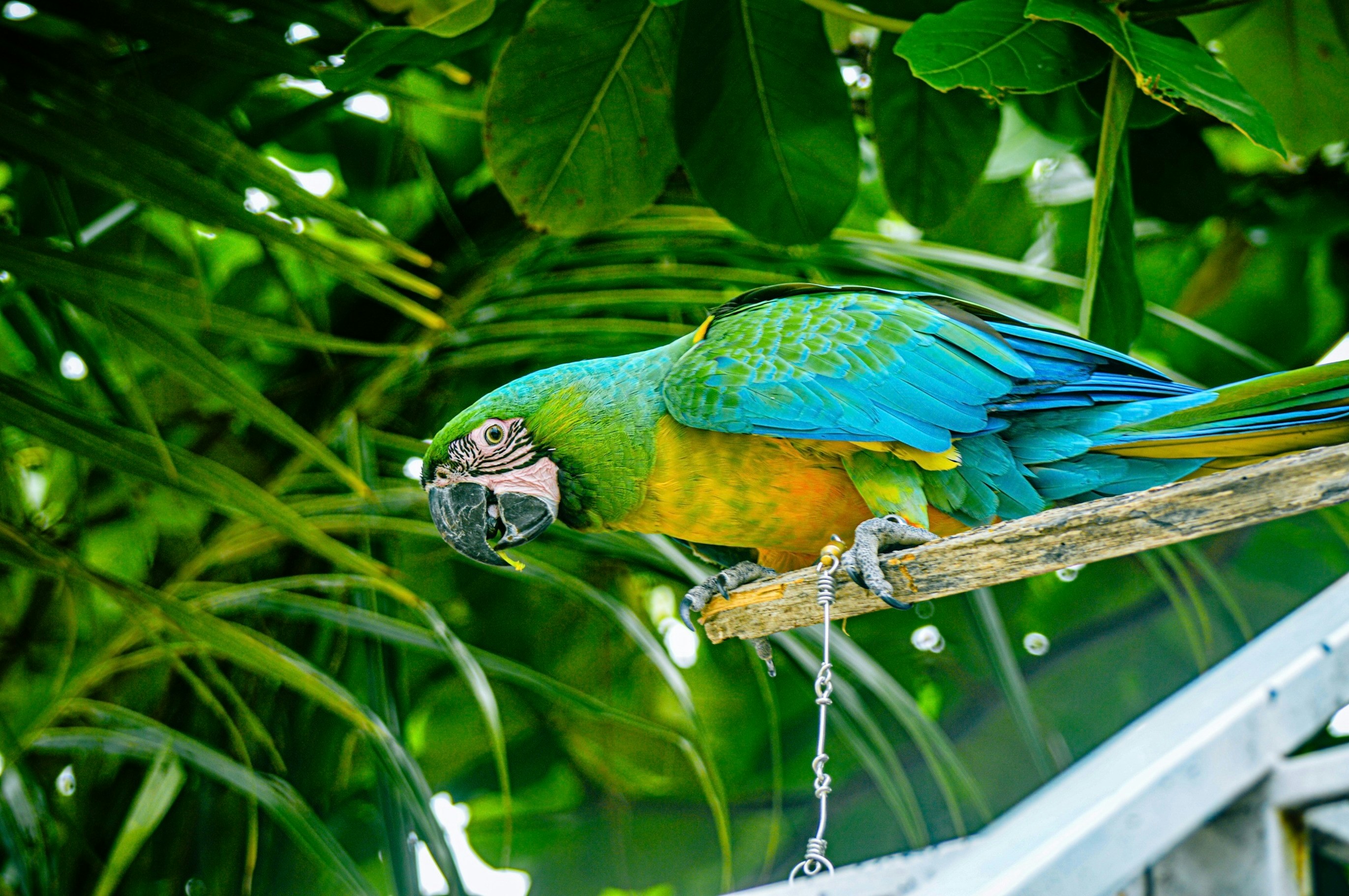 Emerald Macaw on a Weathered Branch: Bright Feathers Against Lush Foliage