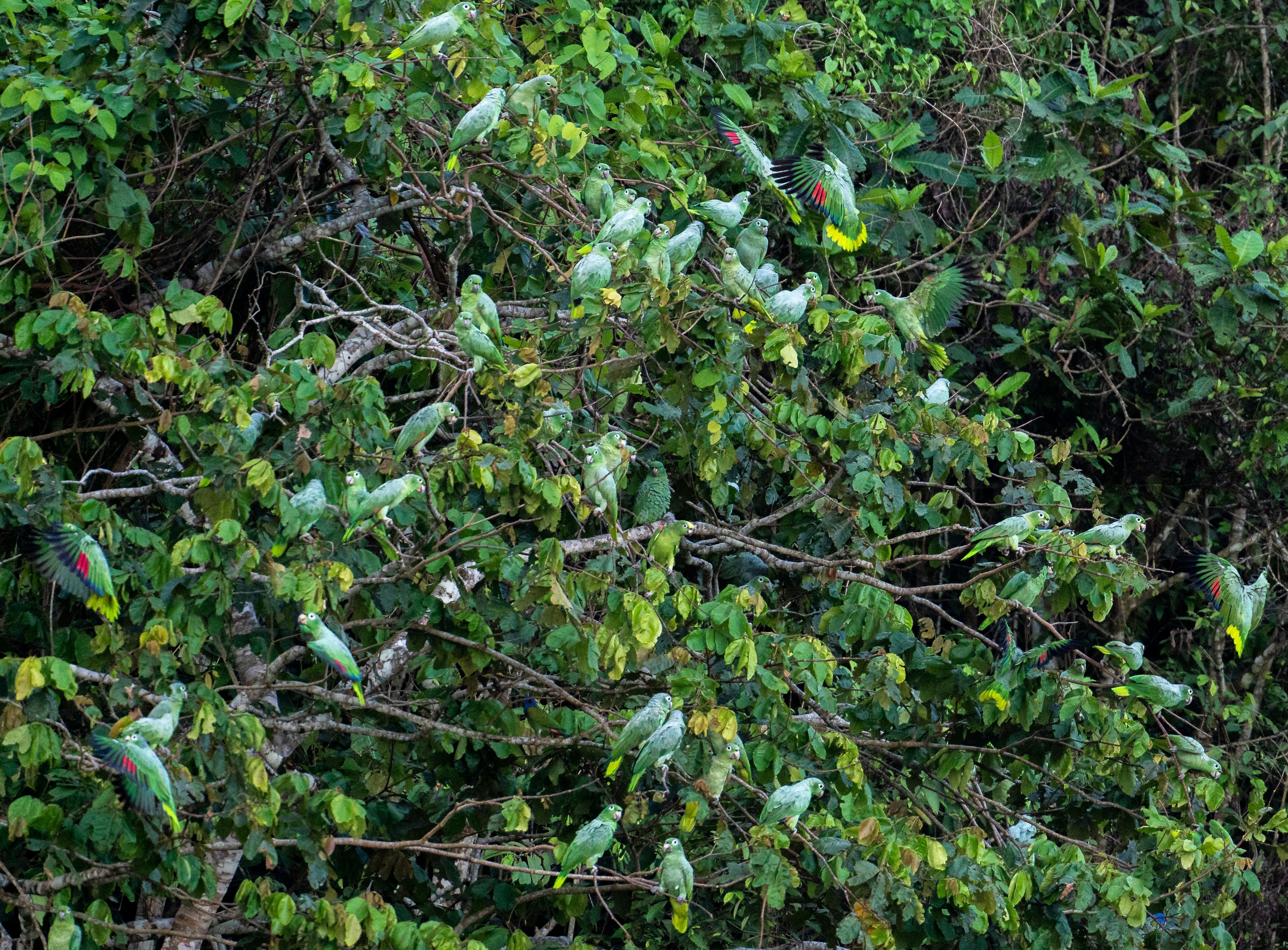 Photo by Bob Brewer with Sony Alpha 9