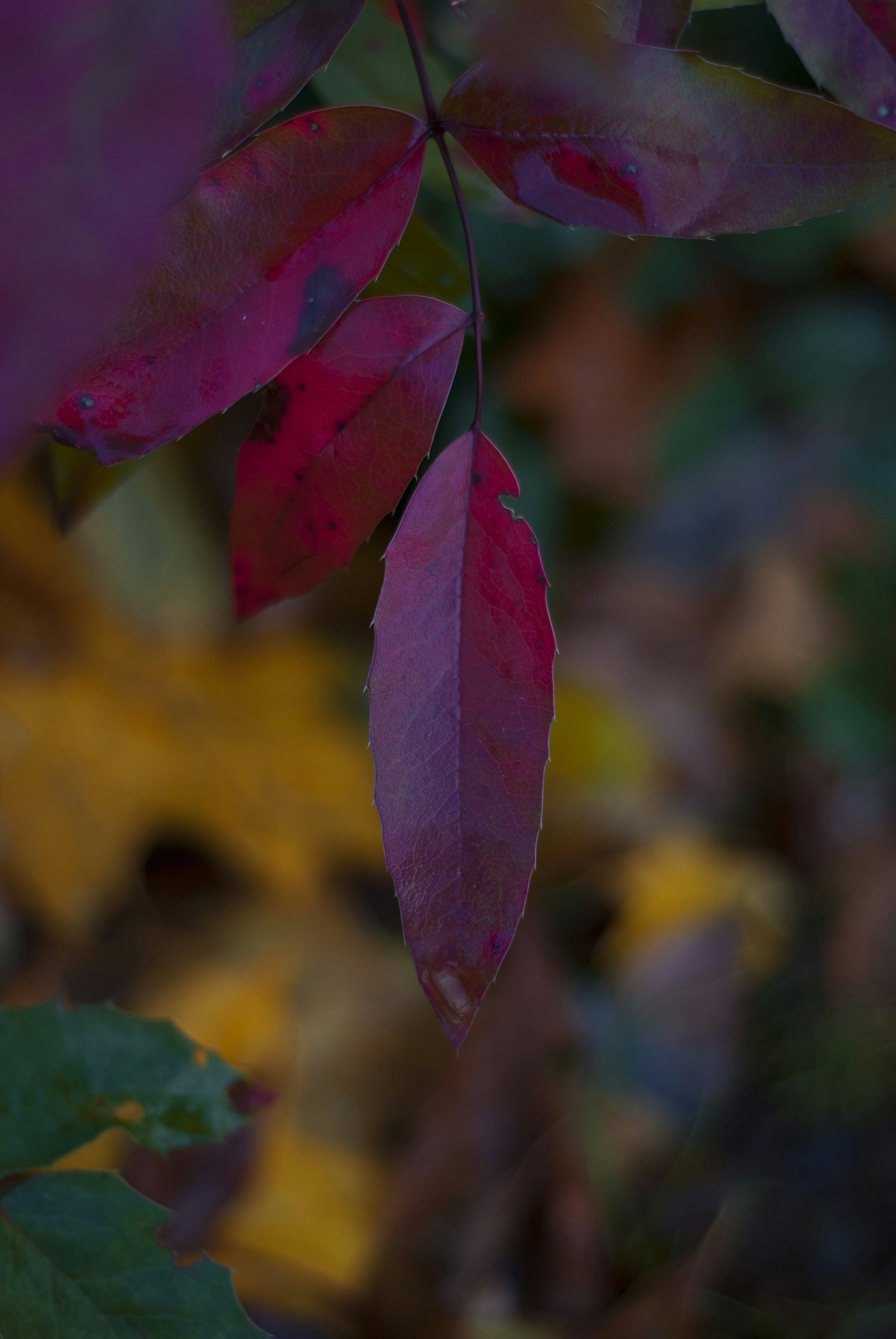 Autumn's Vibrant Palette