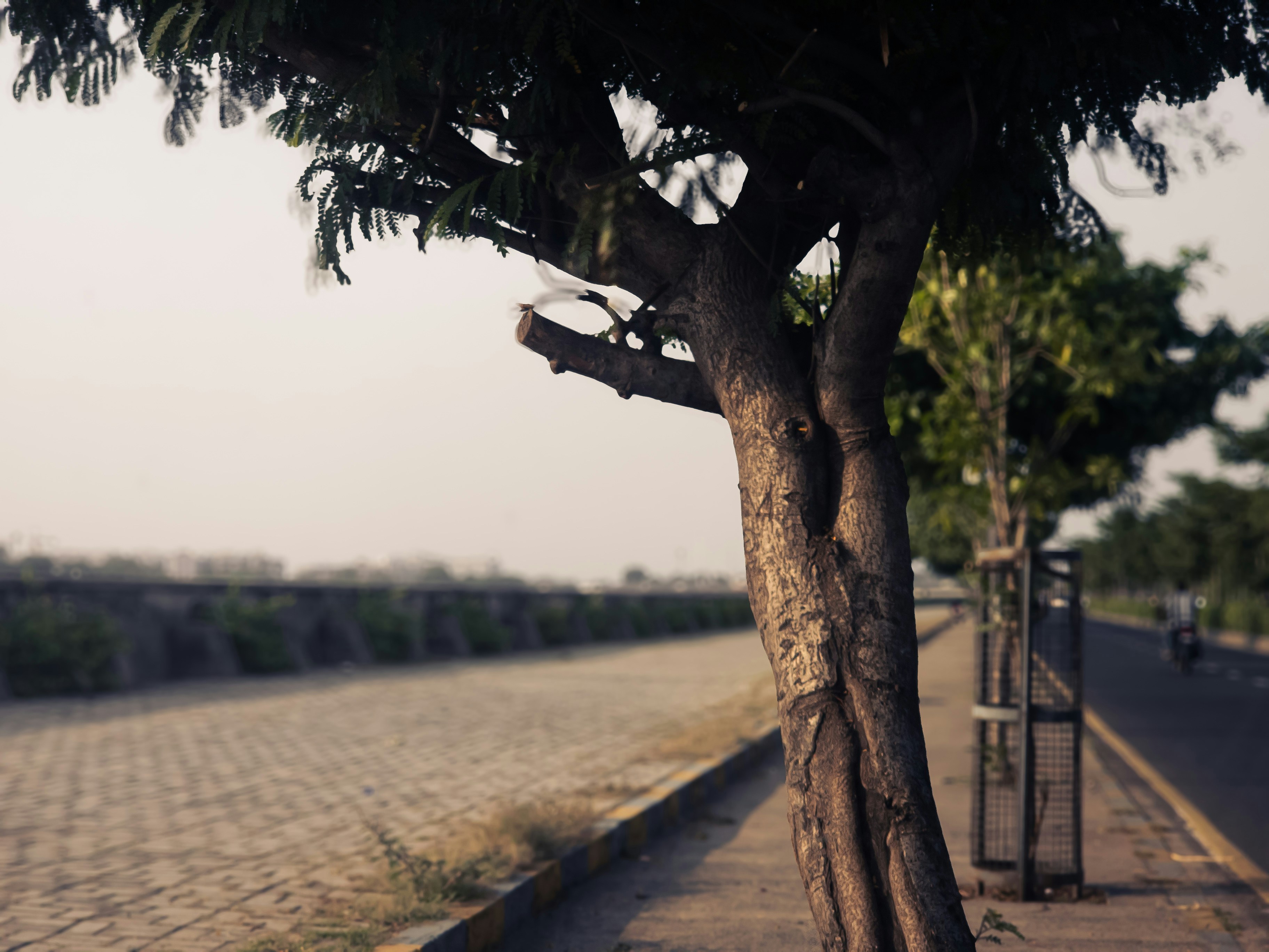 A tree on the side of a road photo – Free Human Image on Unsplash