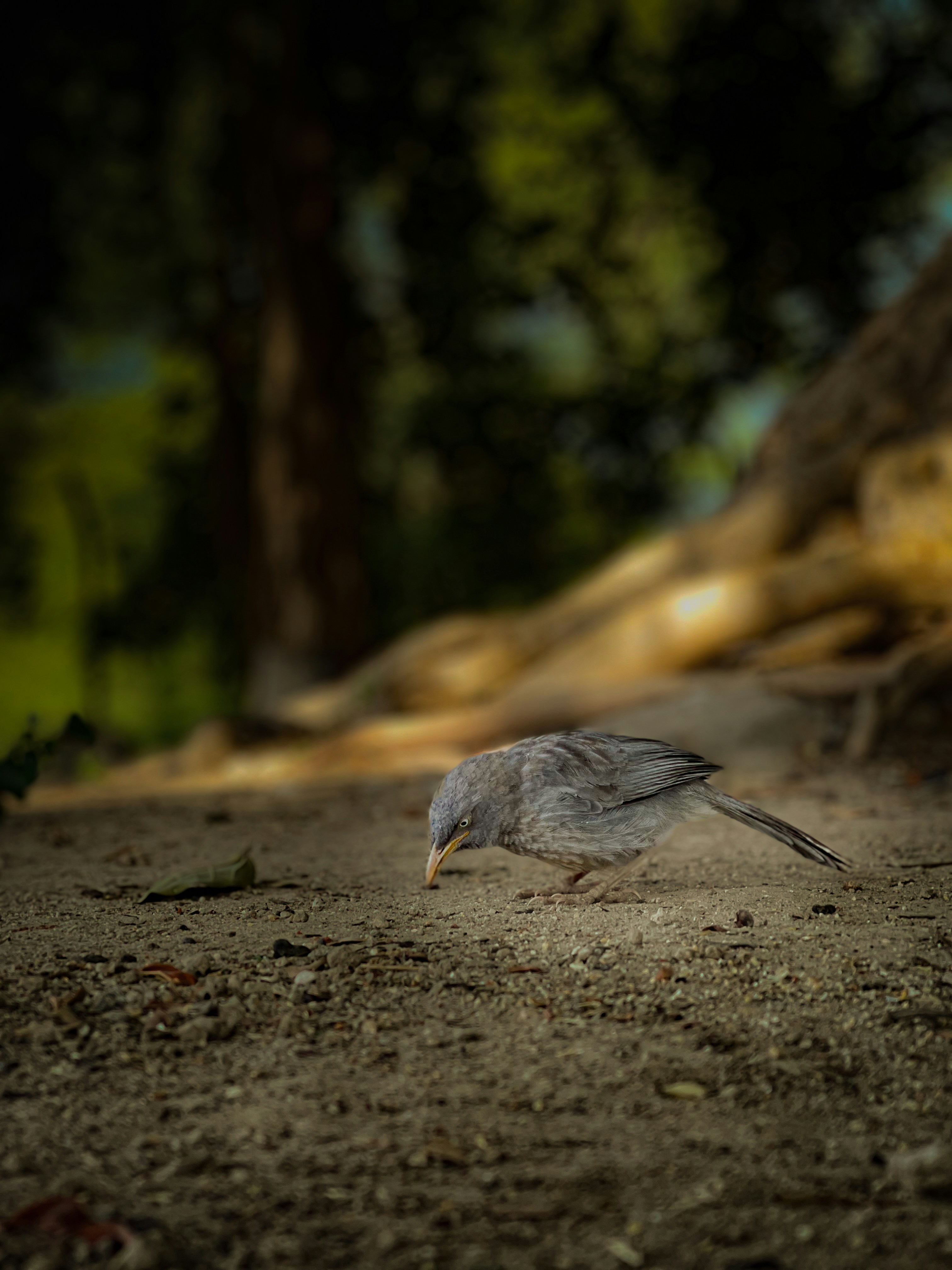 Grey Ground-Forager on a Shaded Forest Path