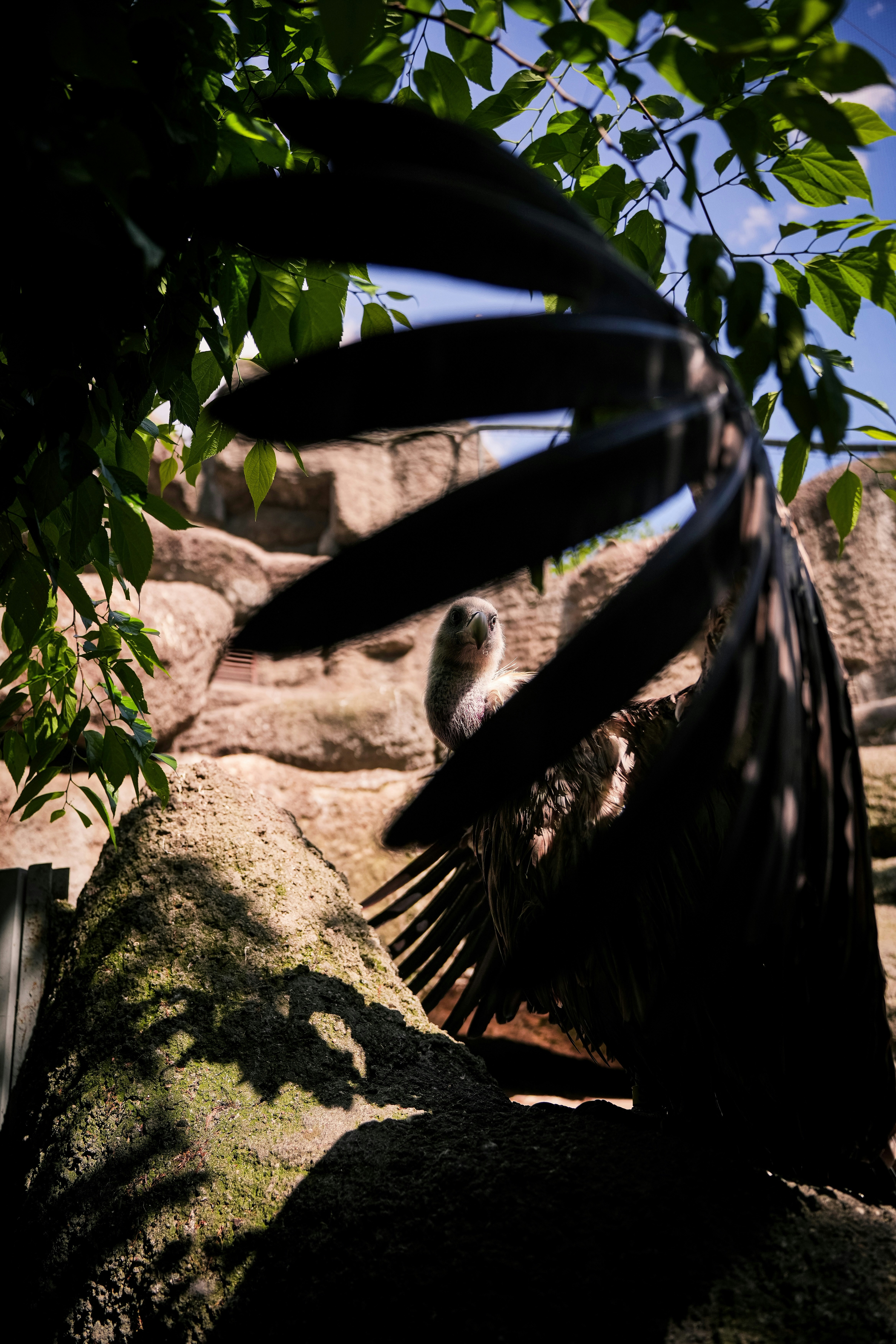 Glimpse of a Pelican Through a Leafy Veil