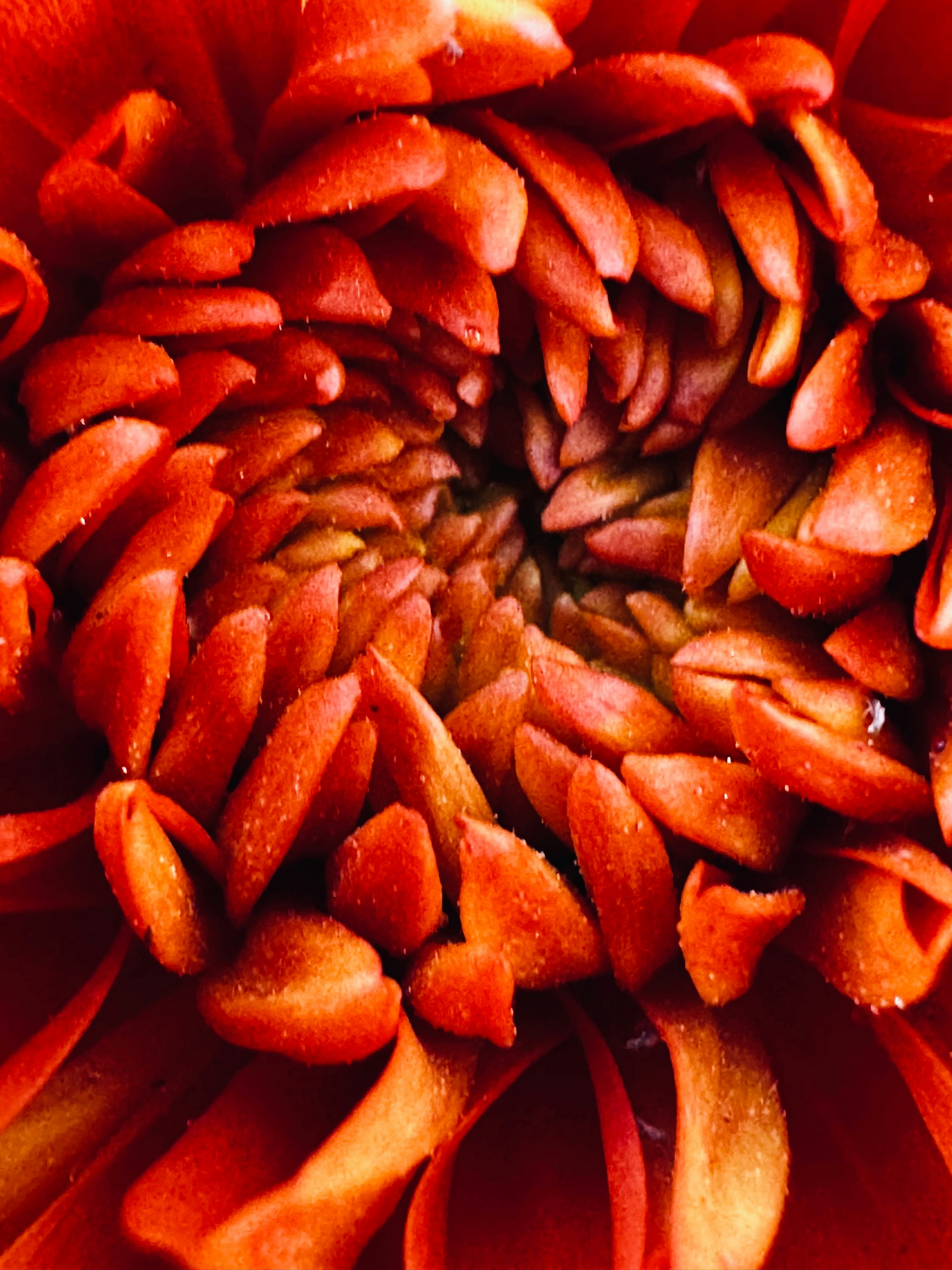 Ember Spiral: a macro portrait of red-orange chrysanthemum petals
