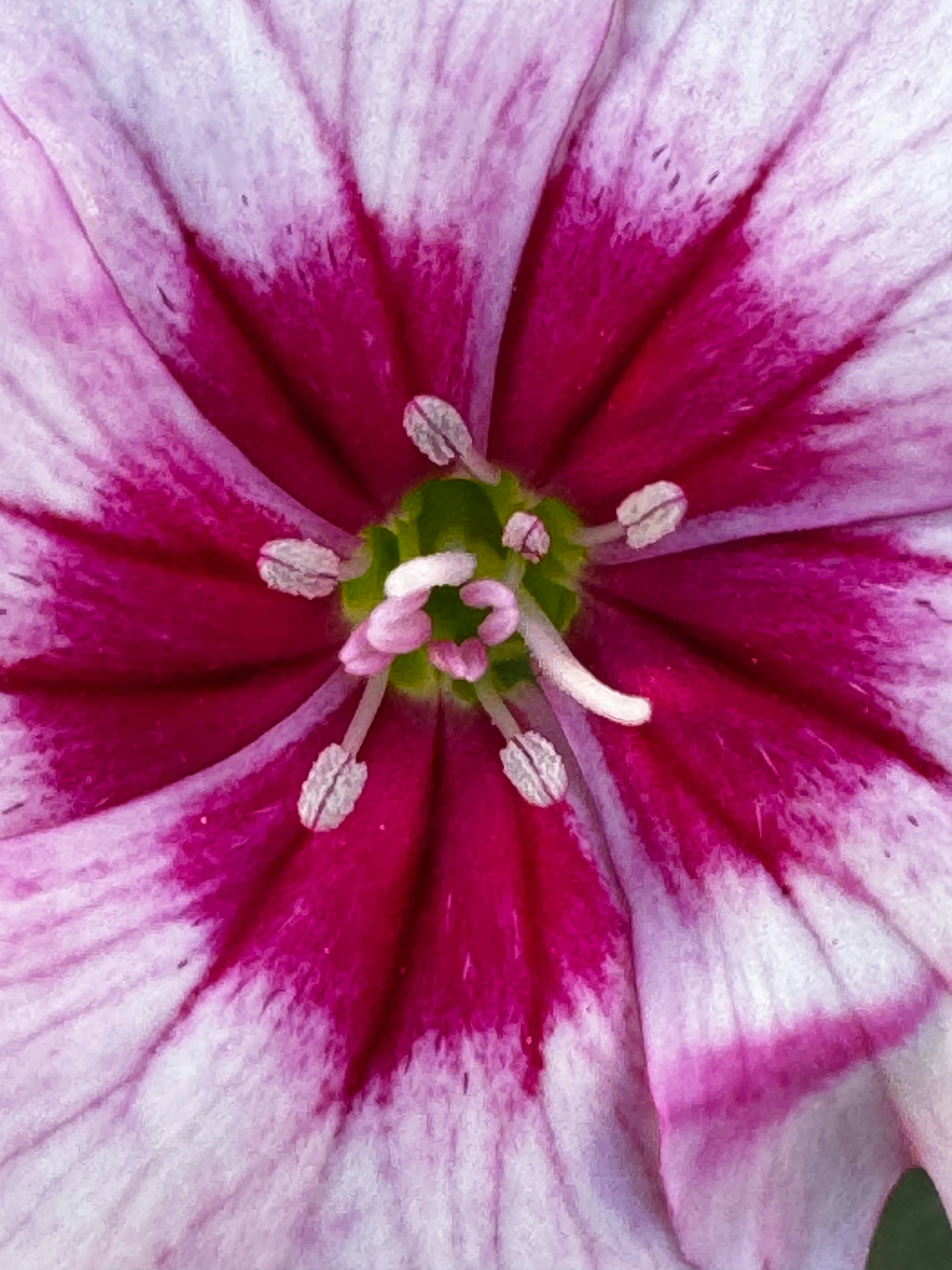 The flower in the image is Petunia. It features vibrant pink and white petals with a striking pattern. The pink color radiates from the center towards the edges, creating a star-like effect. The center of the flower has a green ovary surrounded by small, white stamens topped with pale yellow anthers. Petunias are popular for their vivid colors and patterns, making them a favorite in ornamental gardening.