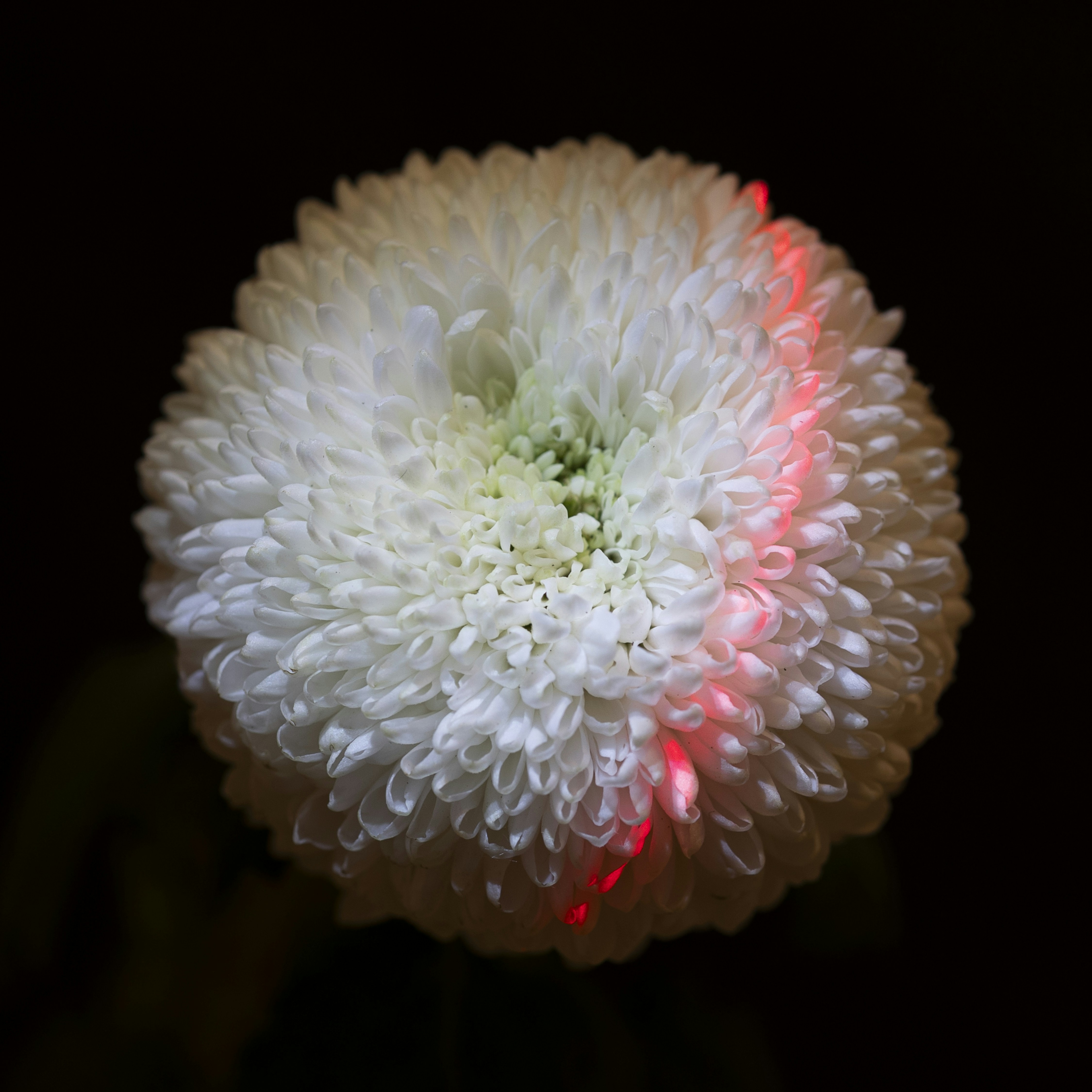 Ivory Chrysanthemum: Petal Geometry Framed by a Crimson Rim