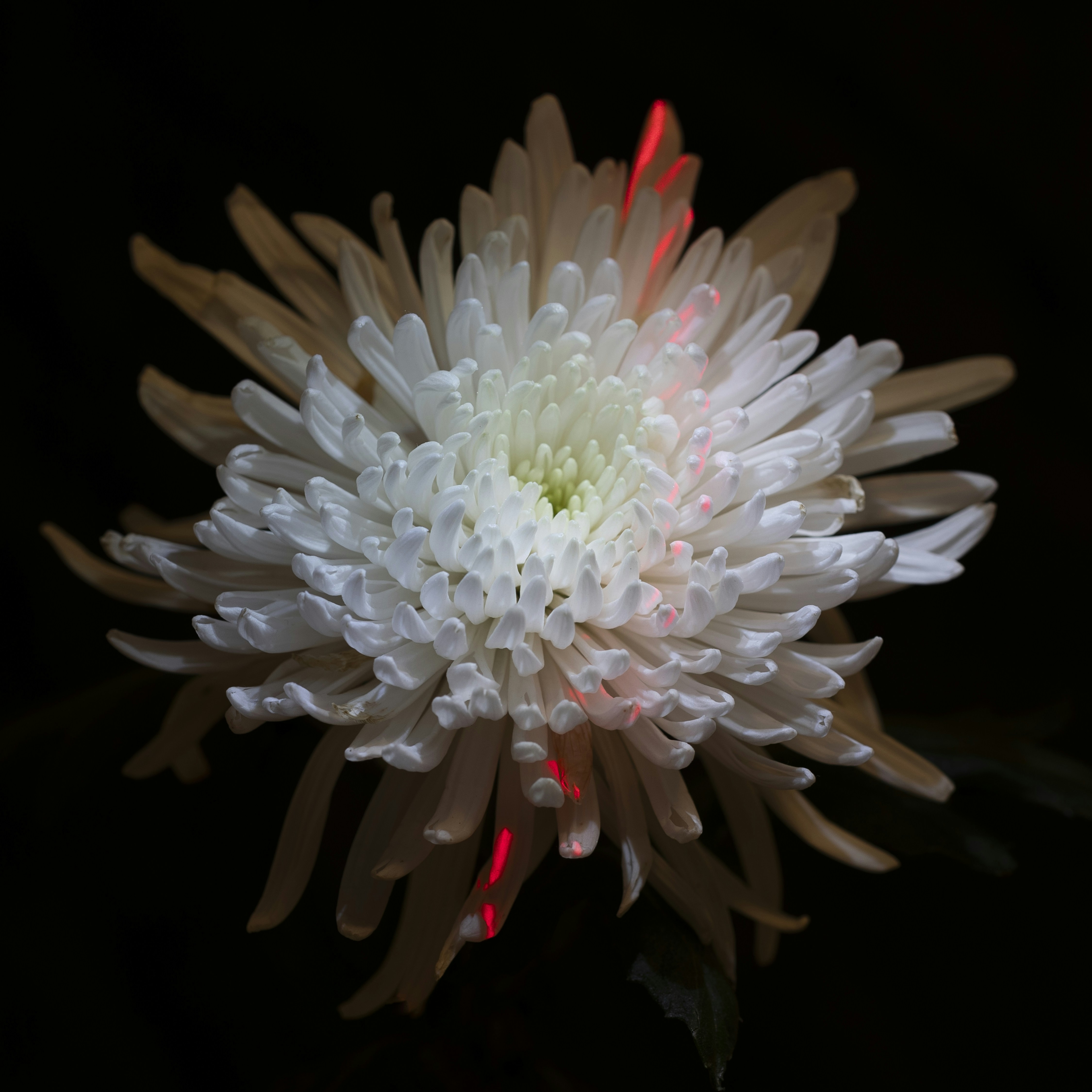 Midnight Bloom: A White Chrysanthemum in a Velvet Dark
