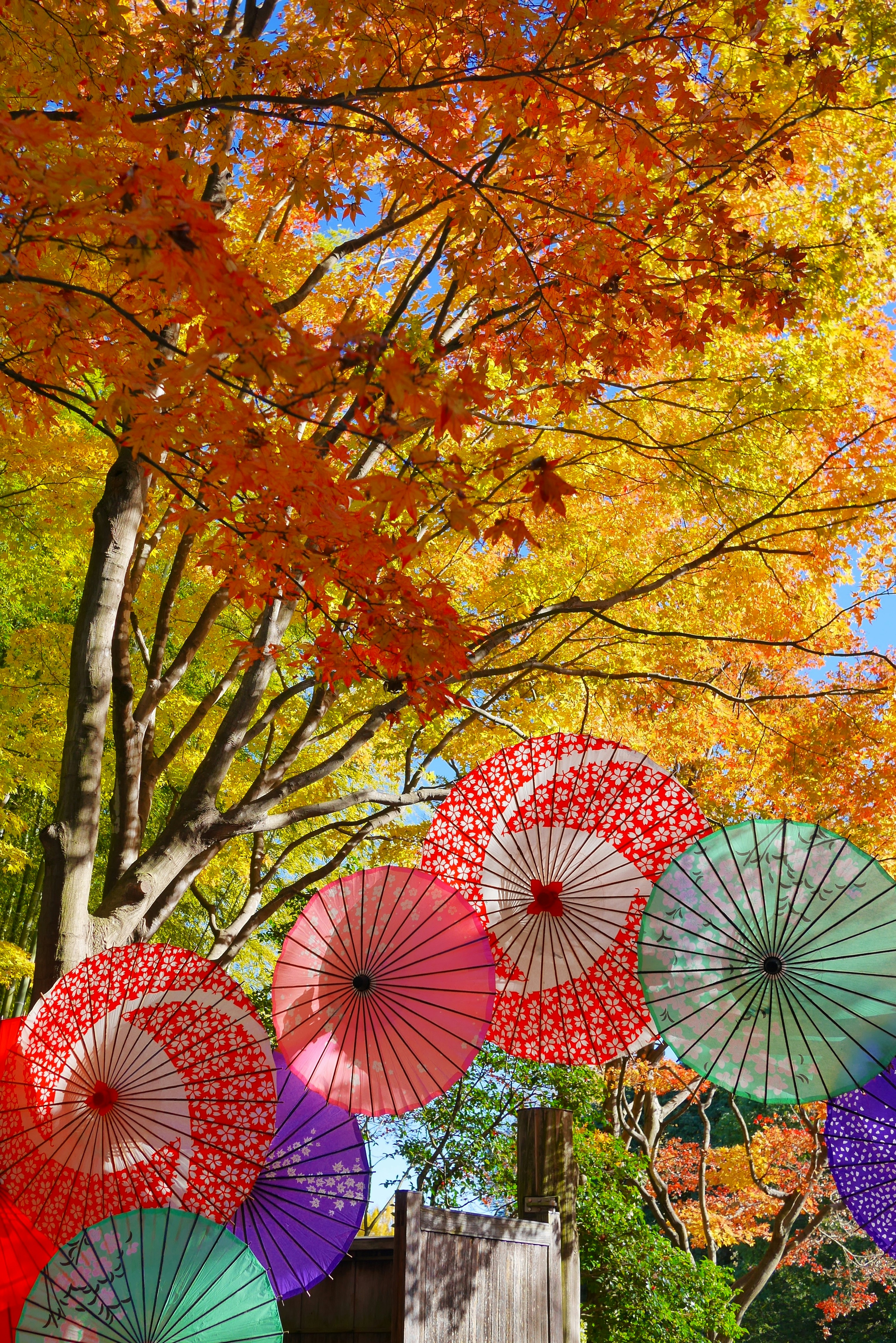 Autumn Canopy and the Colorful Umbrella Chorus