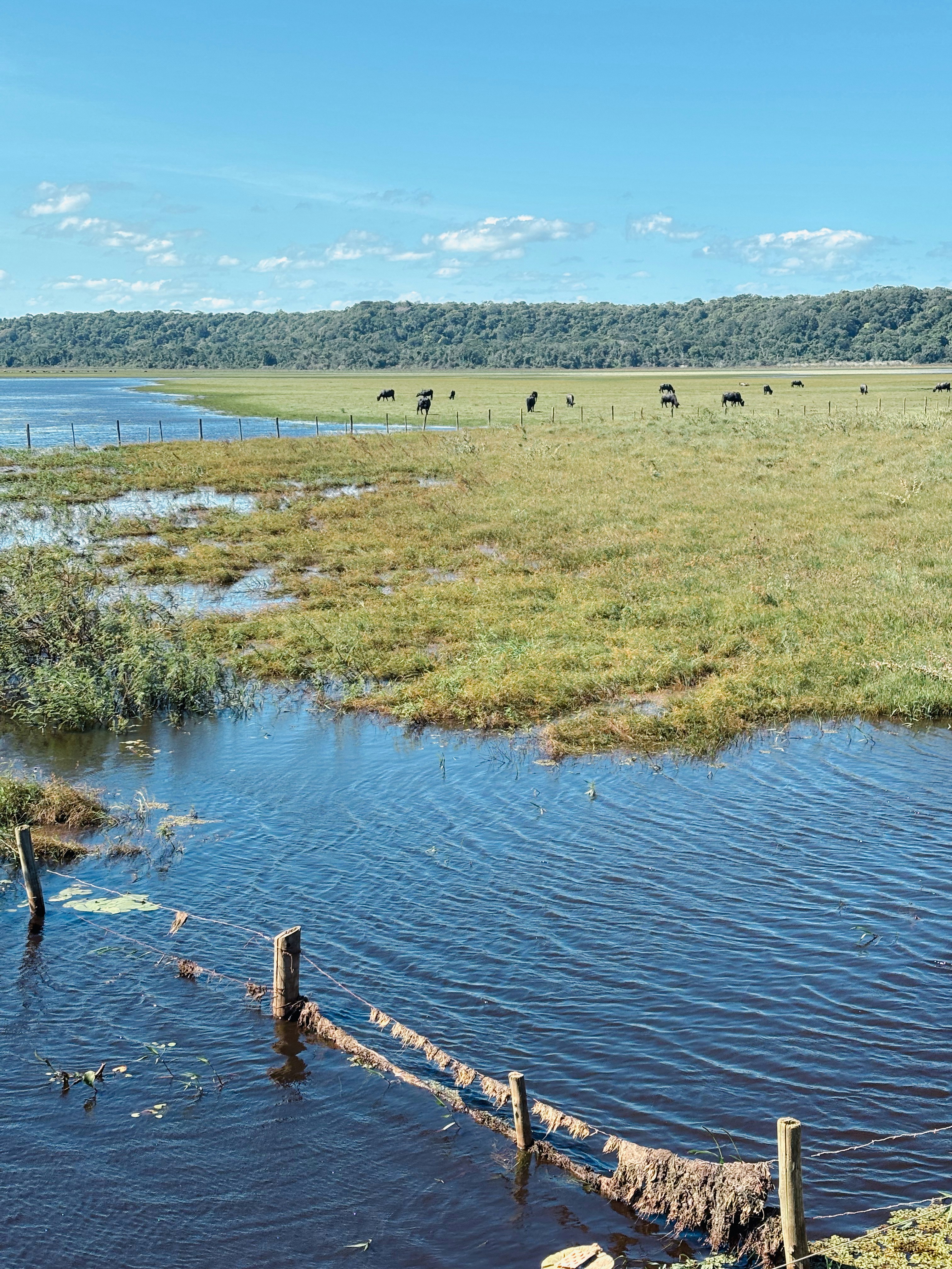 Tranquil Wetlands of Porto Seguro