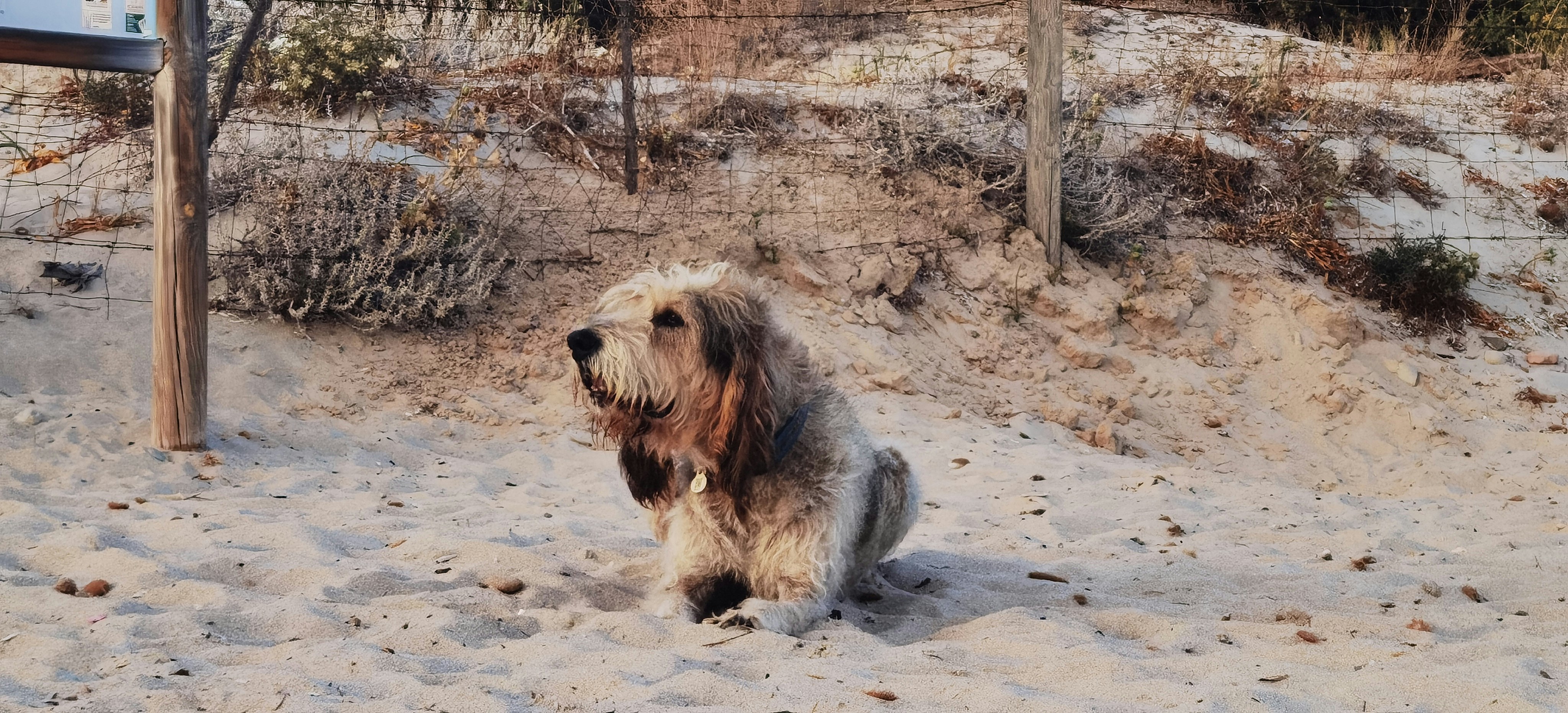 Small terrier-like dog sits on sunlit beach sand with brush and fence in the background, captured with natural warm tones.