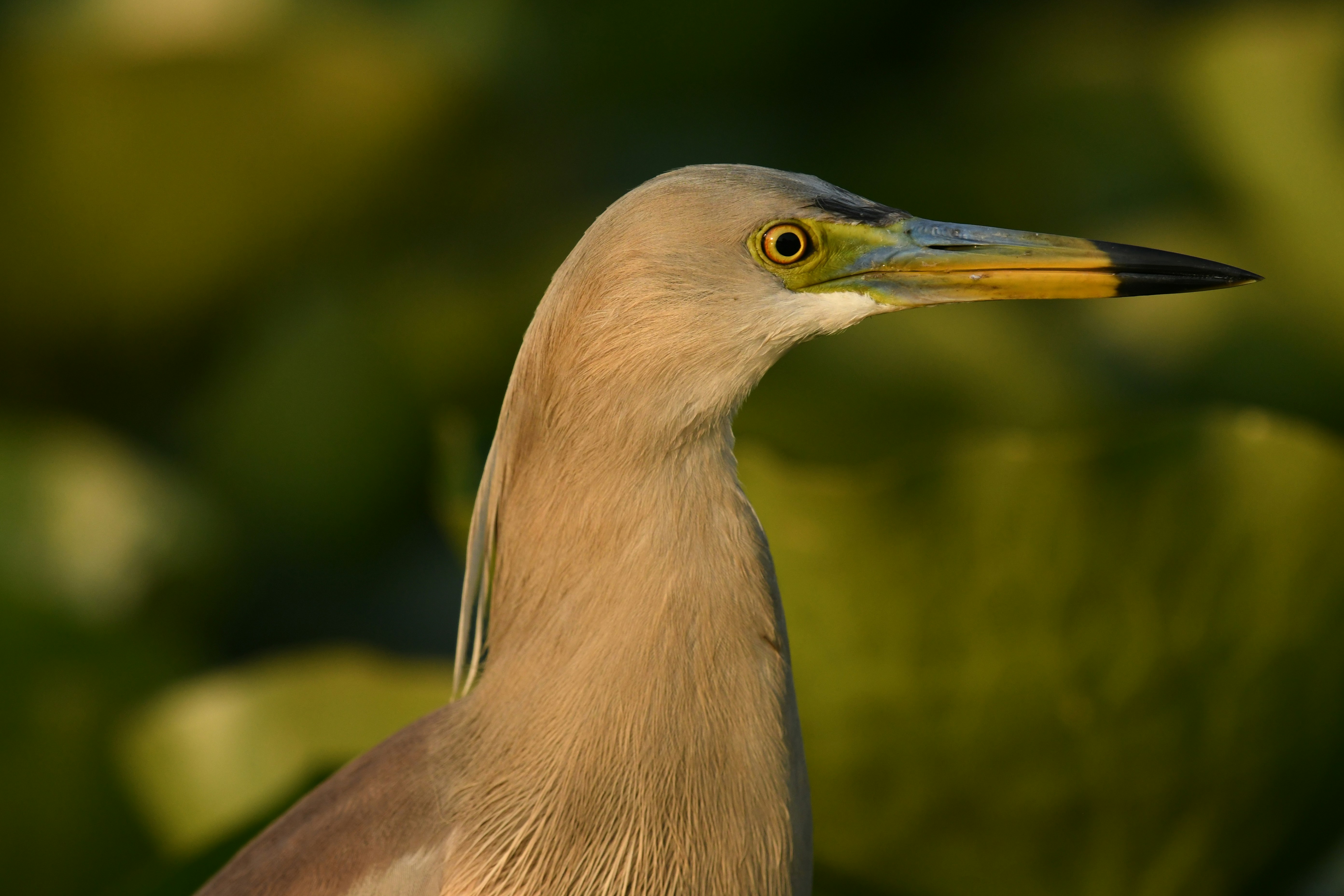 Amber-eyed Heron in Sunlit Focus: a Close-Up Portrait