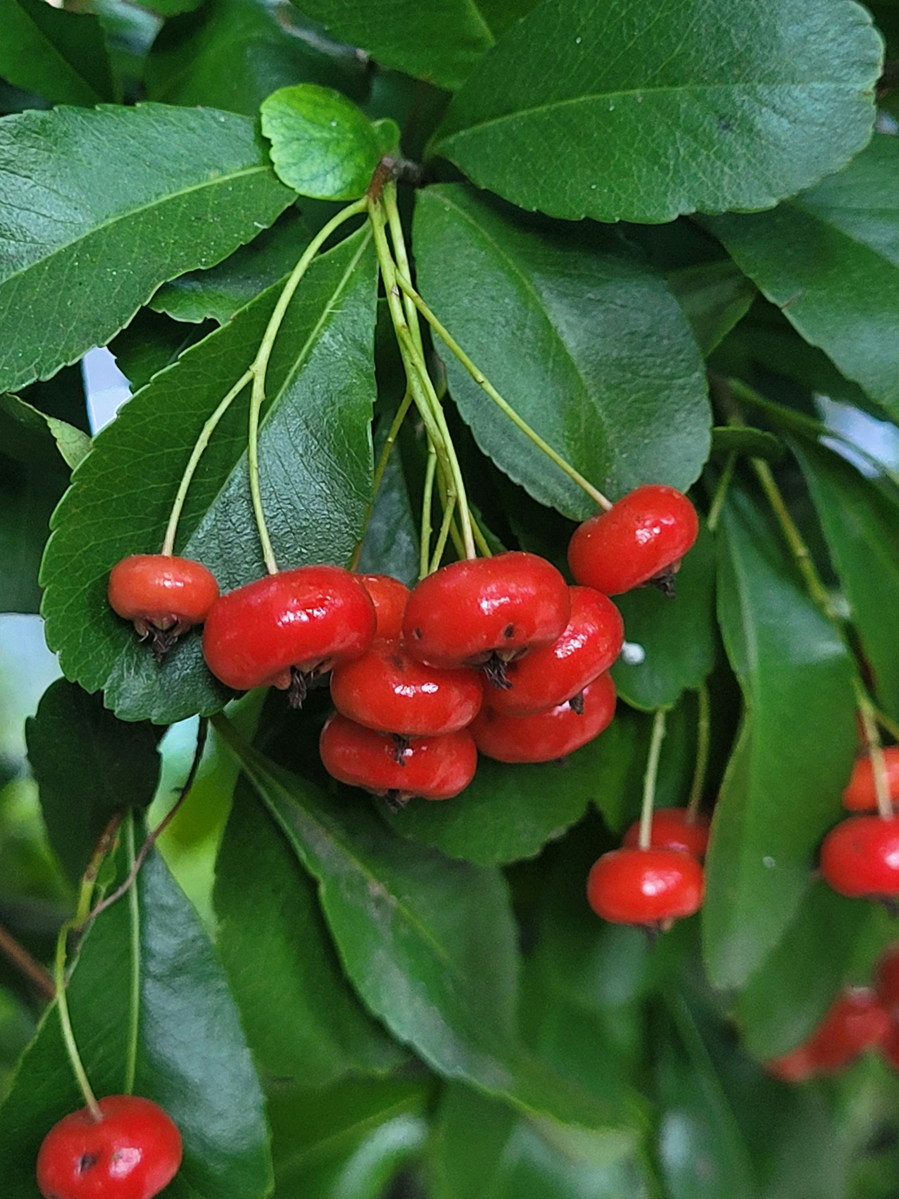 Crimson Cluster: Berries Nestled in Emerald Foliage