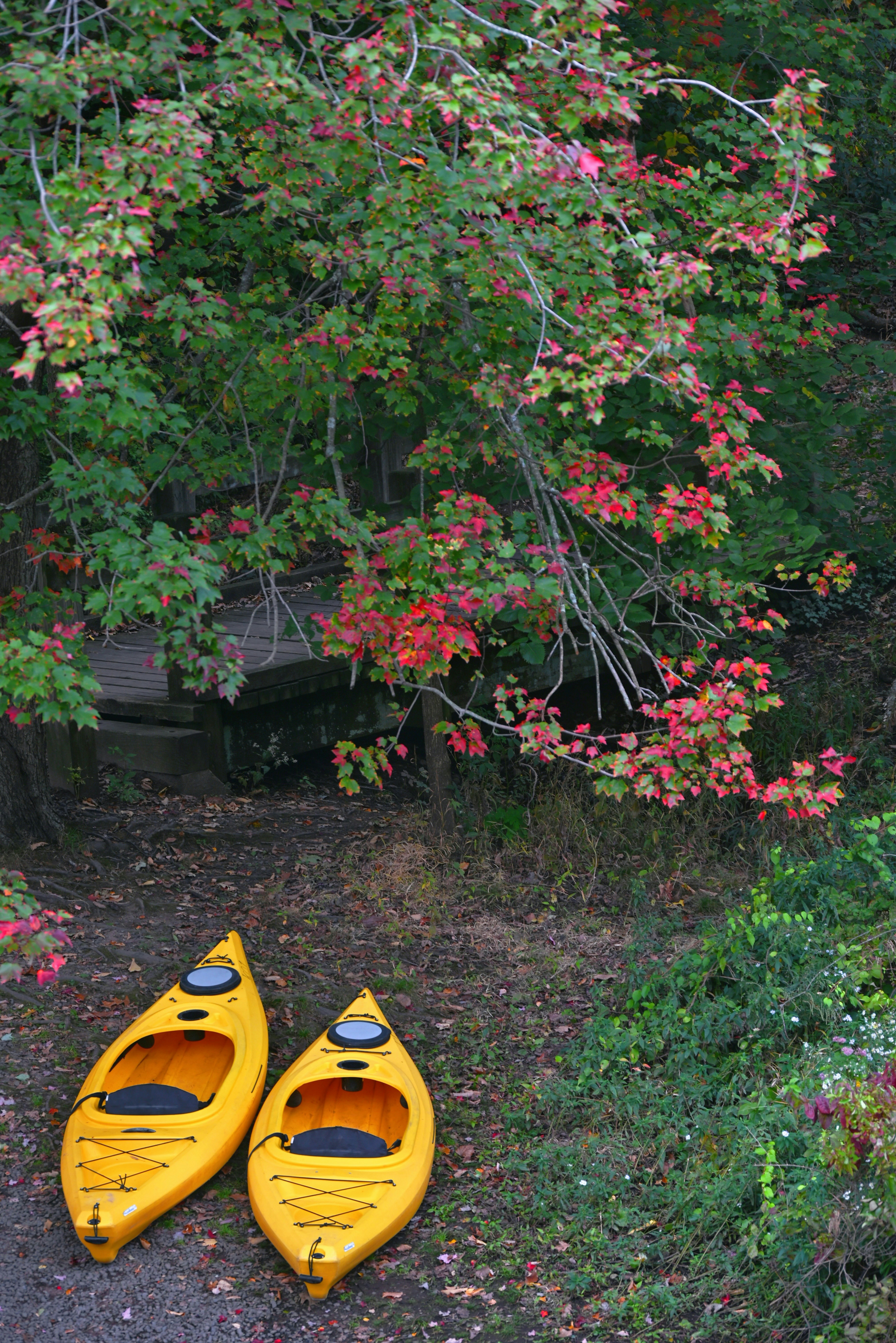 Autumn Quiet: Two Yellow Kayaks Rest Under a Crimson Canopy