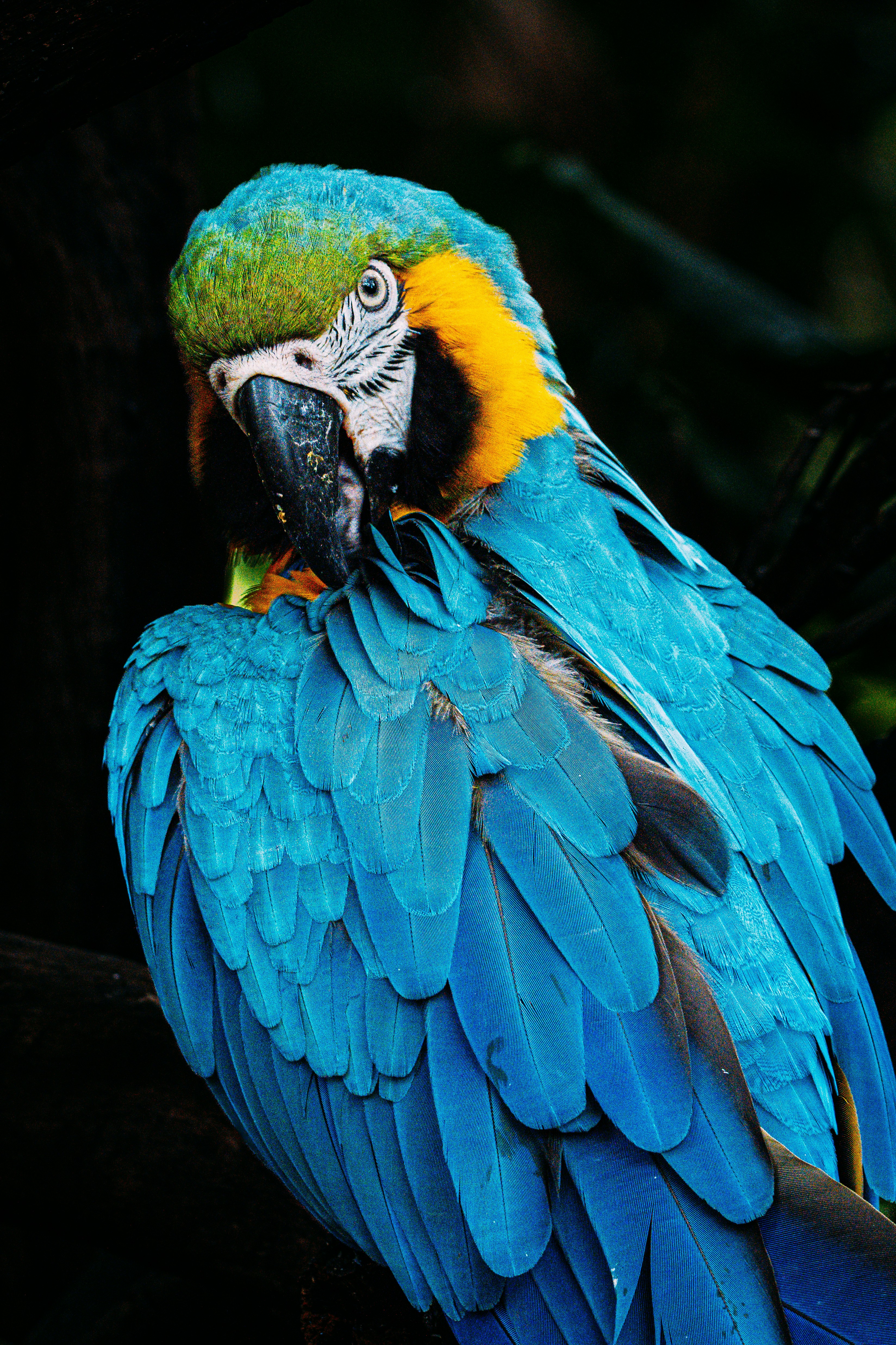 Azure-Blue Macaw Preens Amid Forest Shadows