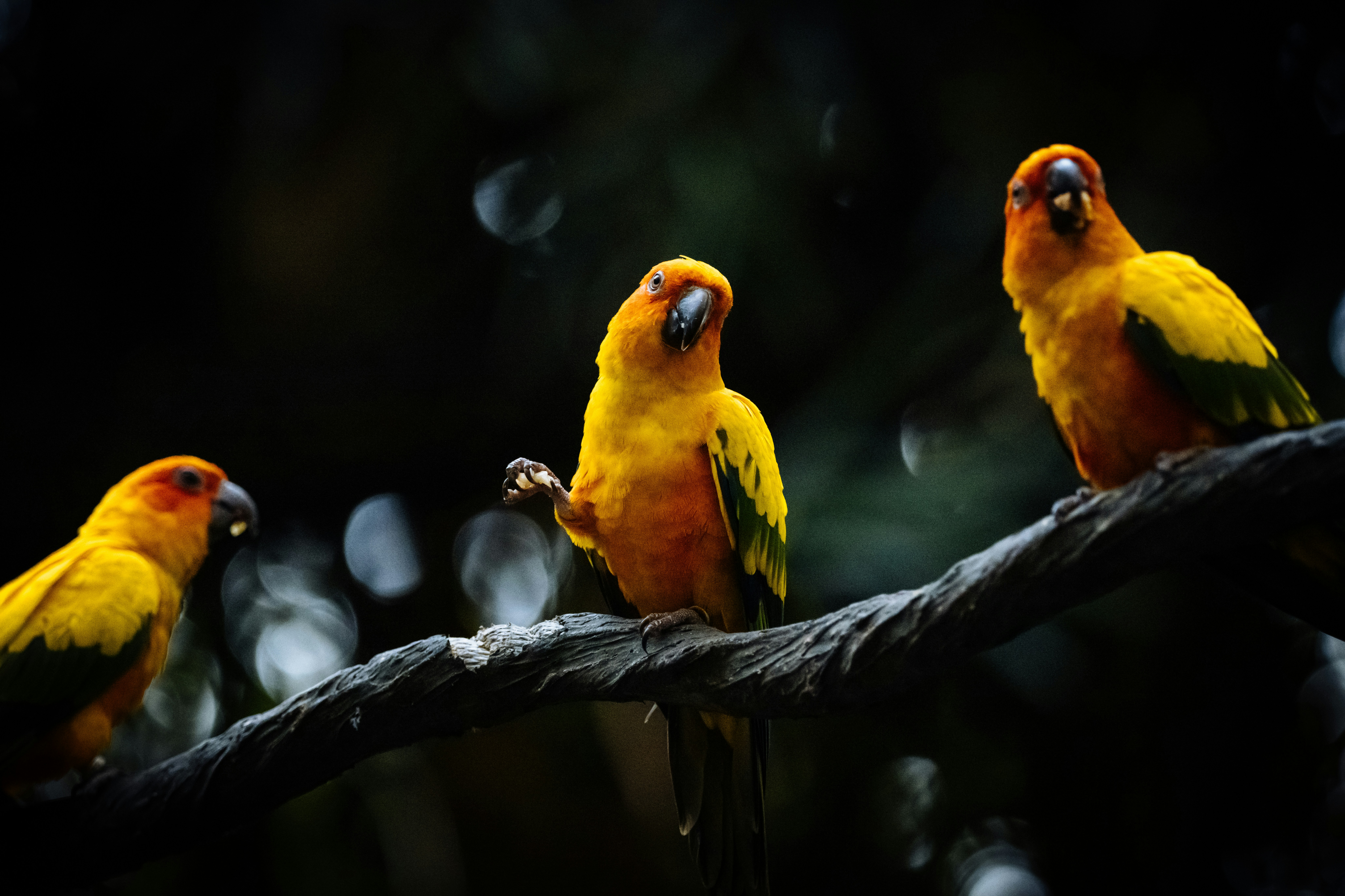 Trio of Neon Parrots Perched on a Shadowed Branch