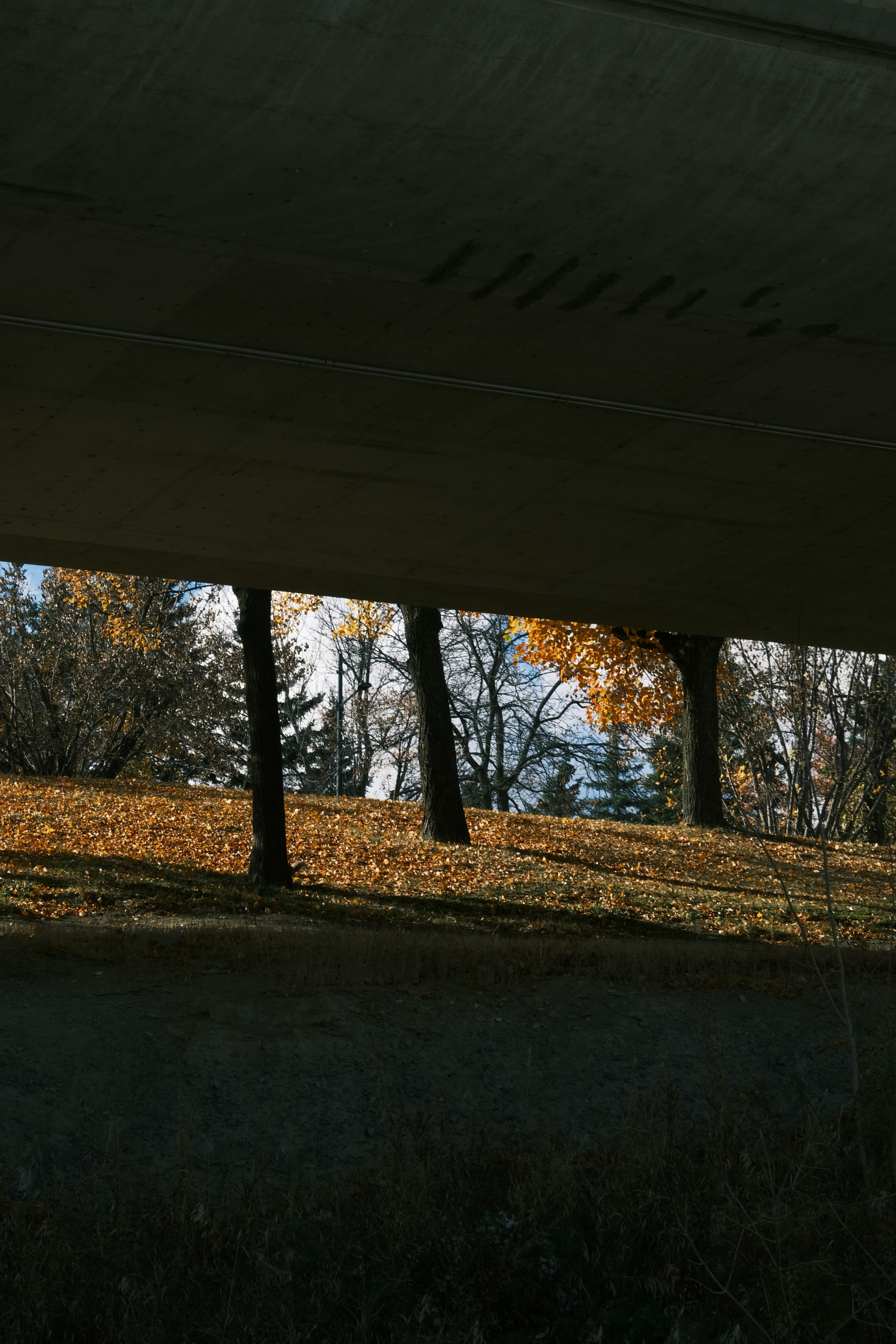 Underpass Light: Autumn Quiet at the Park’s Edge