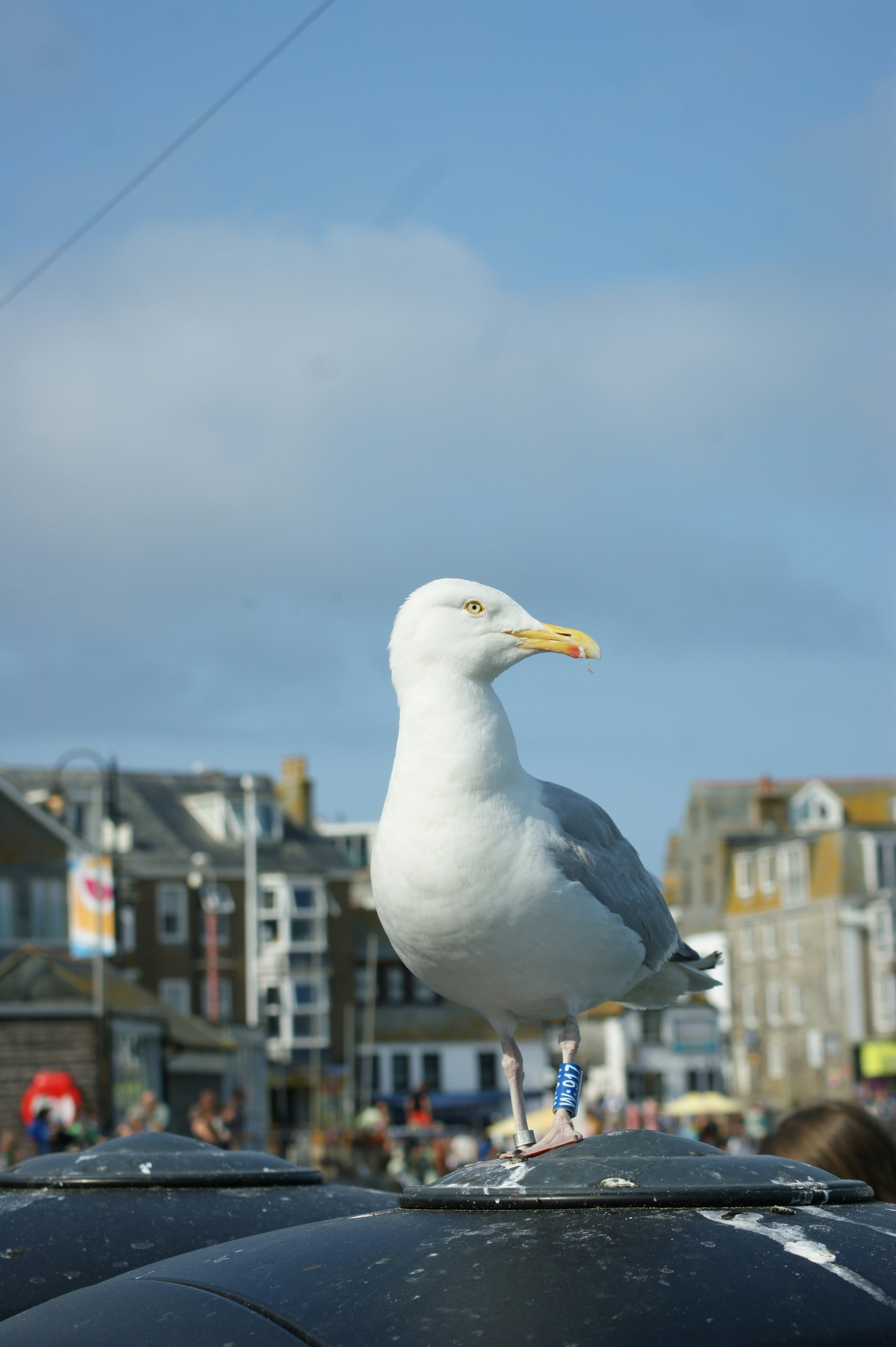 Seagull on a Weathered Car in a Sunlit Harbor Town