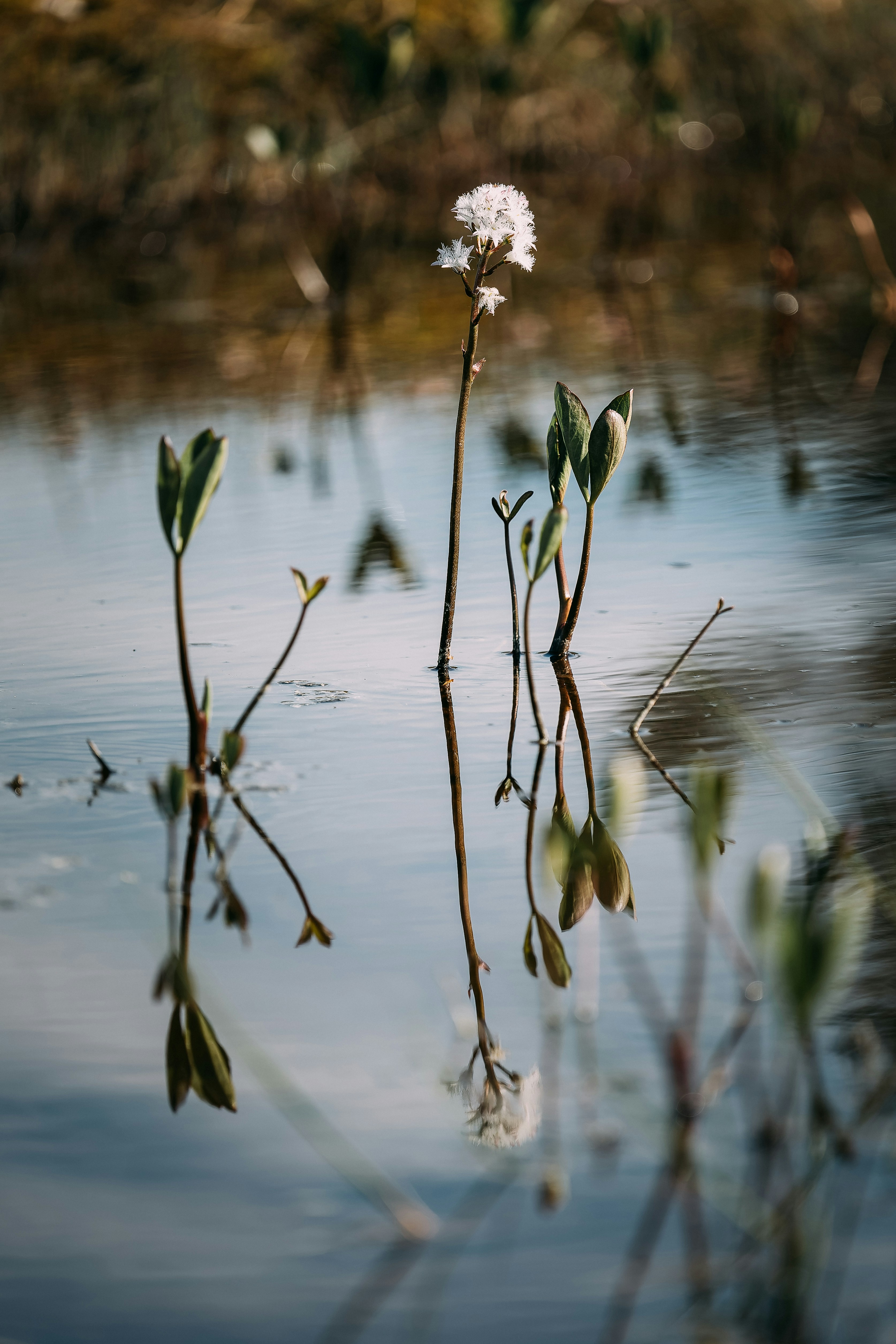 Bog Pictures | Download Free Images on Unsplash