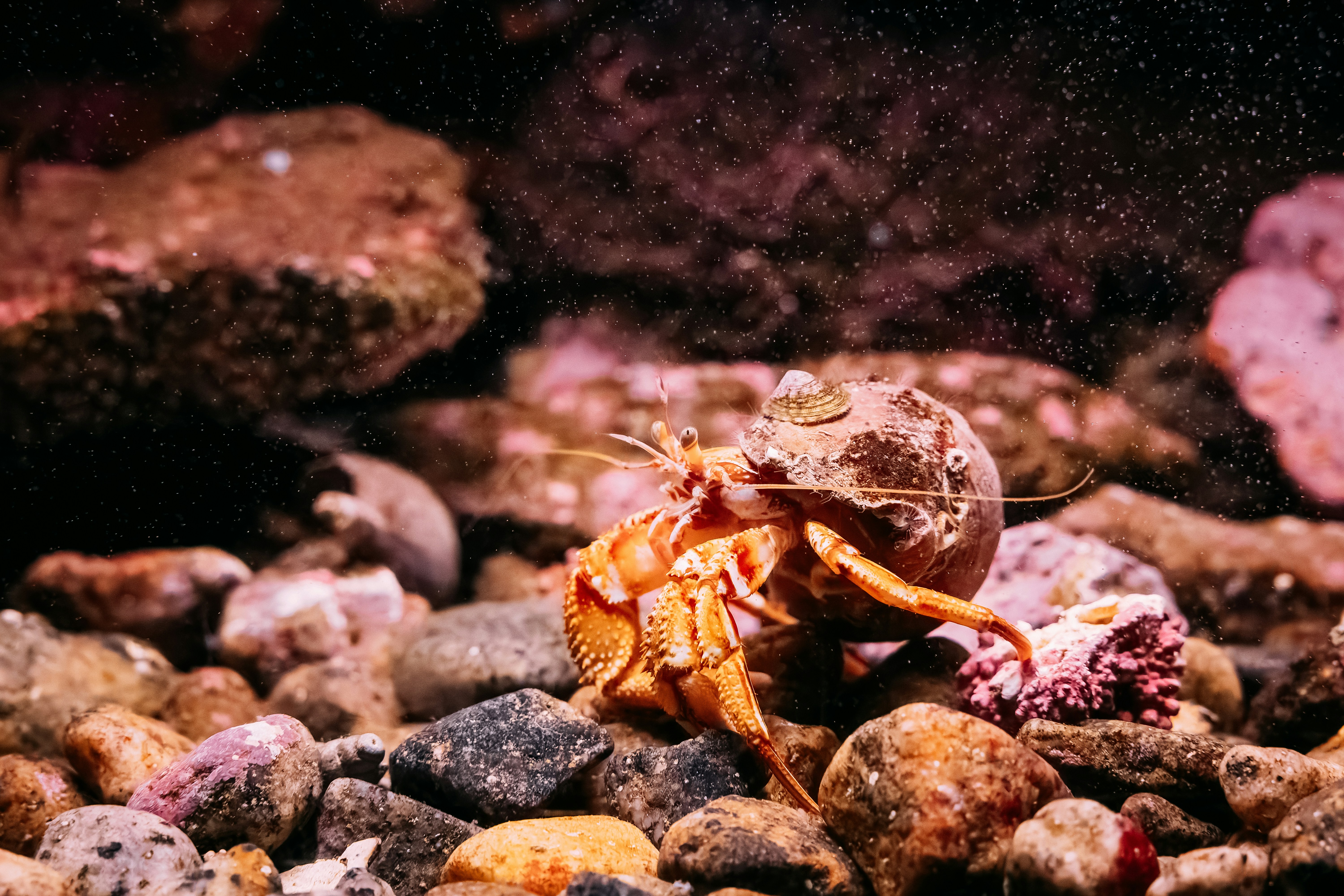 A close up of a crab on rocks in an aquarium photo – Free Crab Image on ...