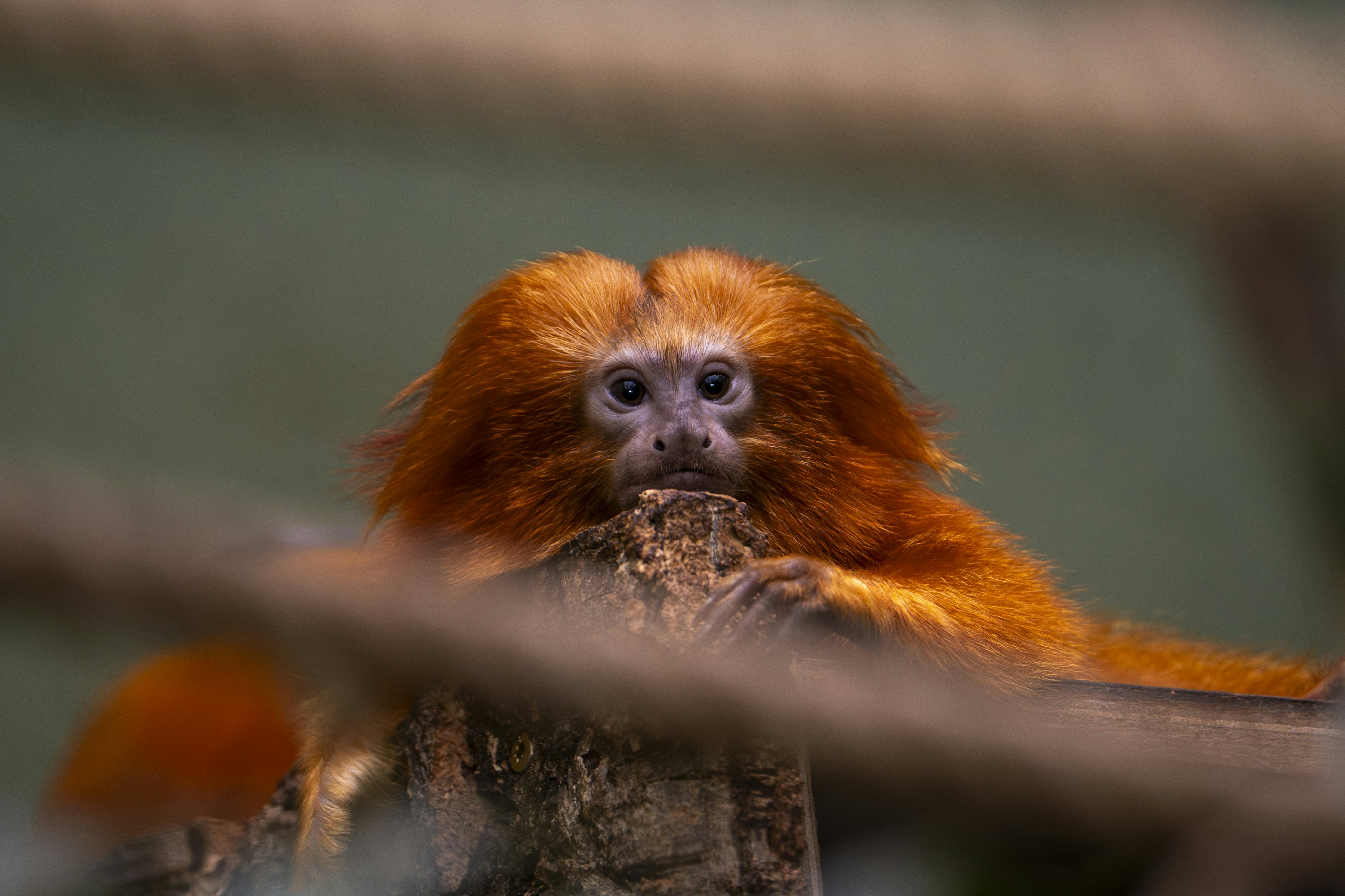 An orange monkey sitting on top of a tree branch photo – Free Animal ...