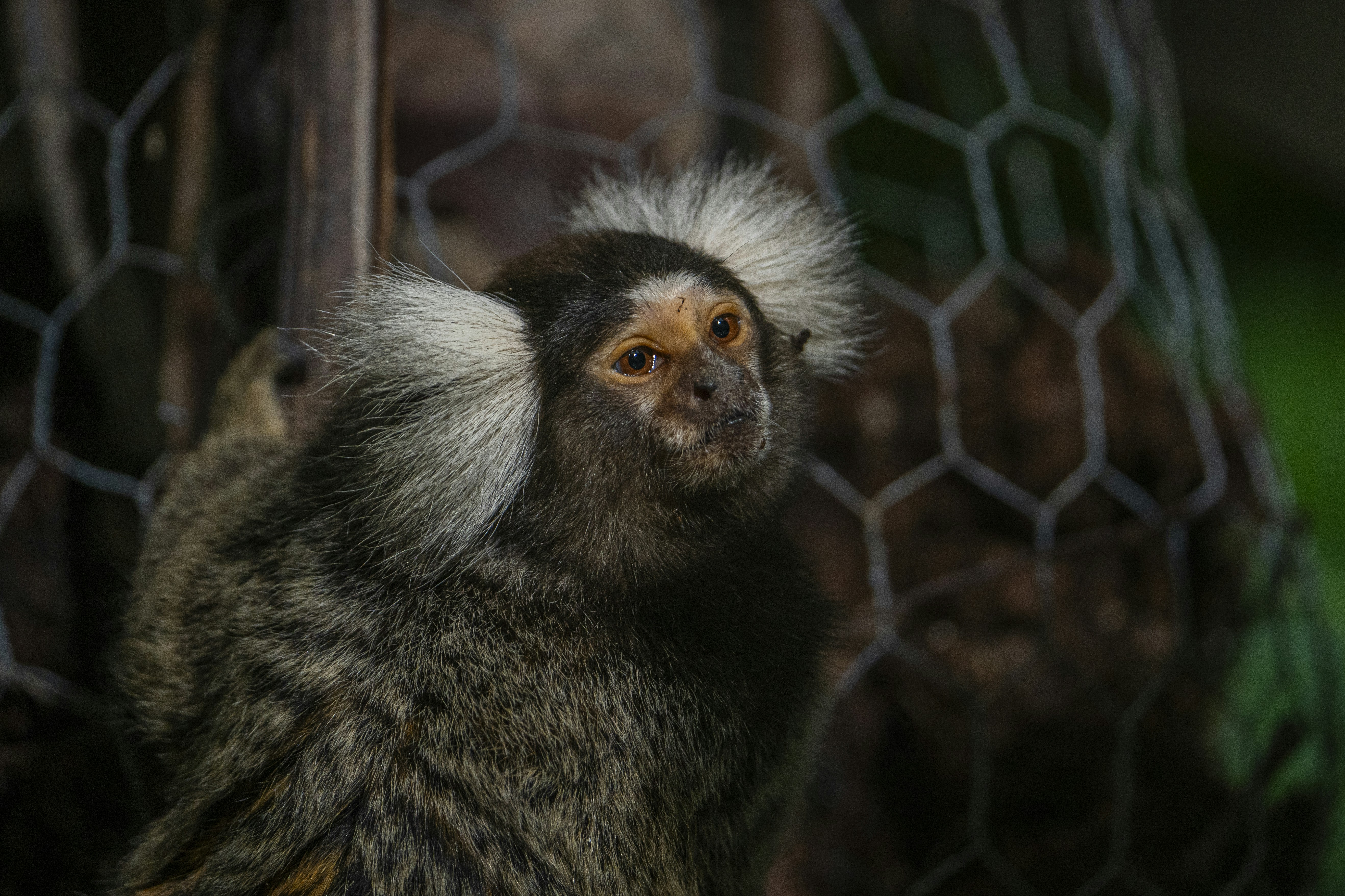 A small monkey sitting on a chain link fence photo – Free Animal Image ...