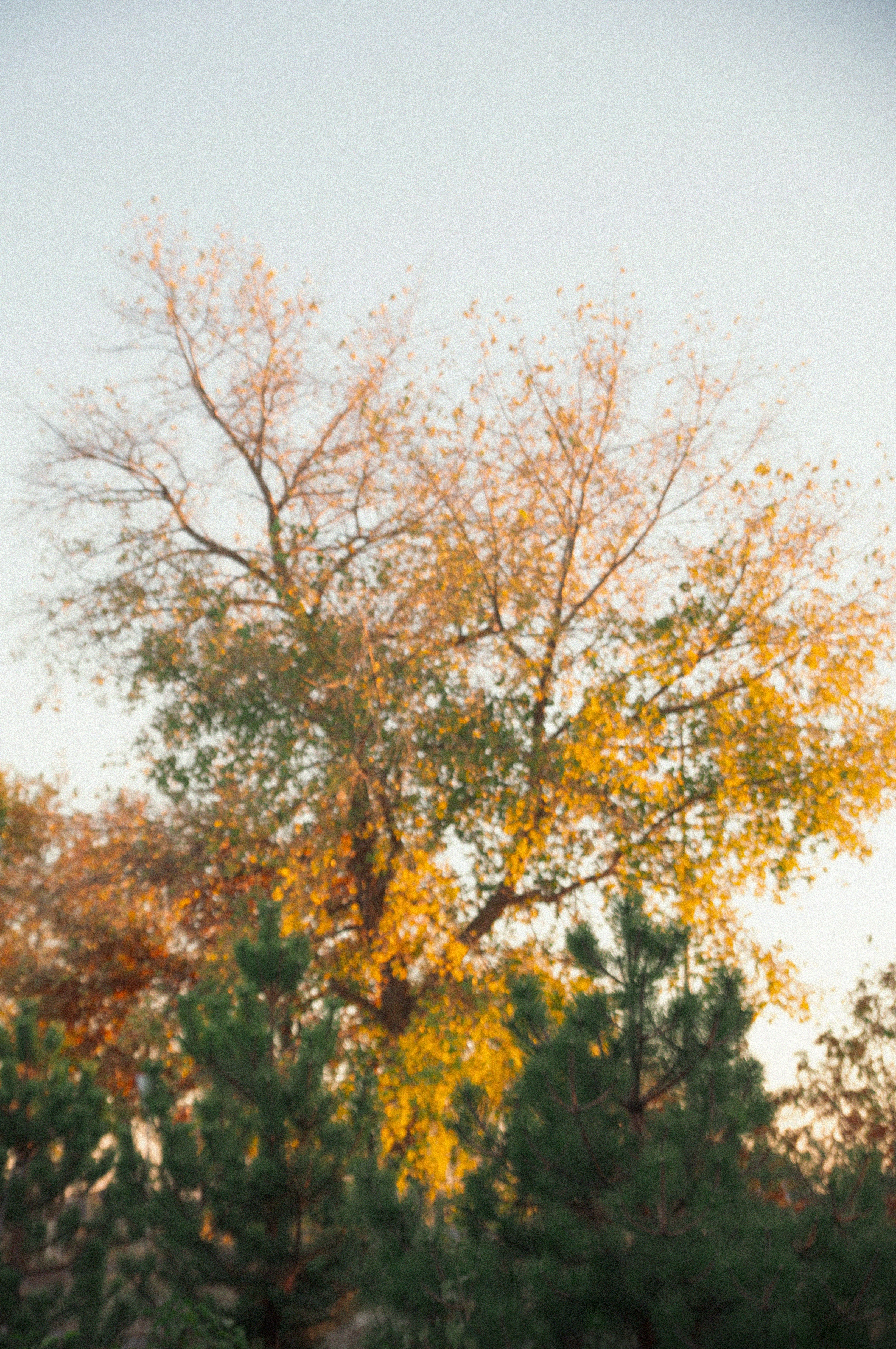 Golden leaves dance among the branches of a tall tree, framed by lush evergreens in a serene autumn setting.