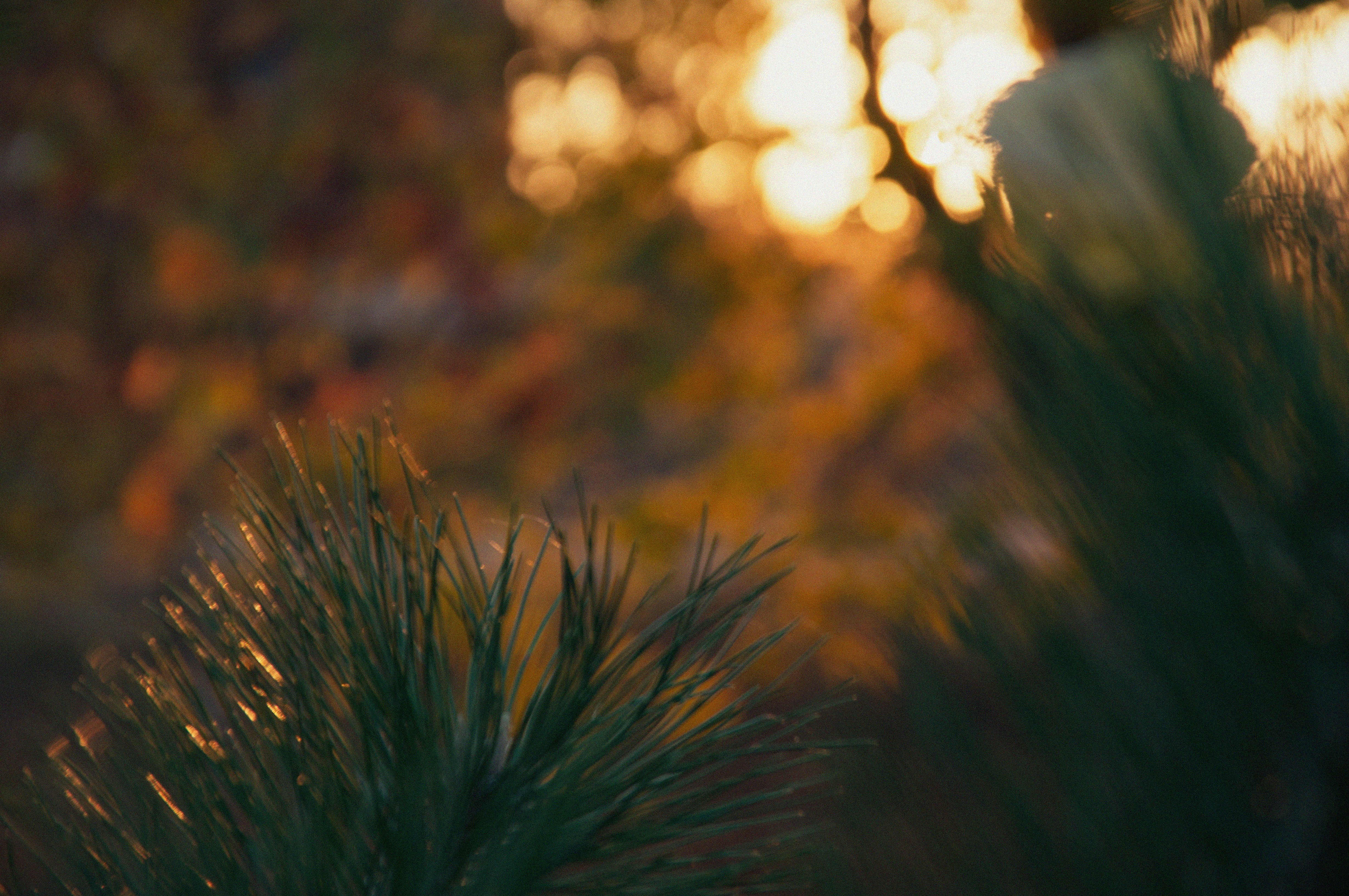 Photo by maks_d with Sony Alpha 35