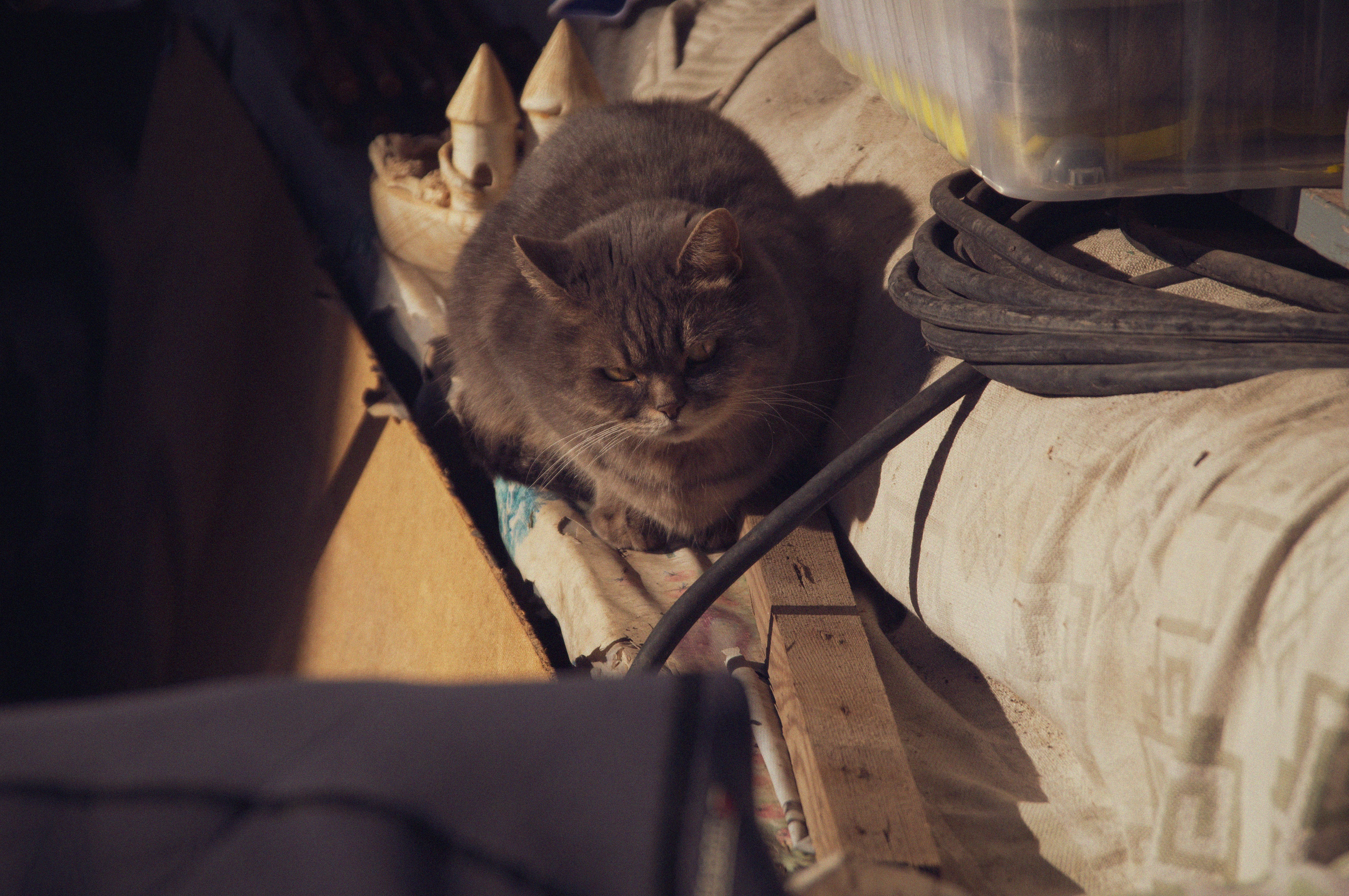 My cat is basking in the autumn sun.