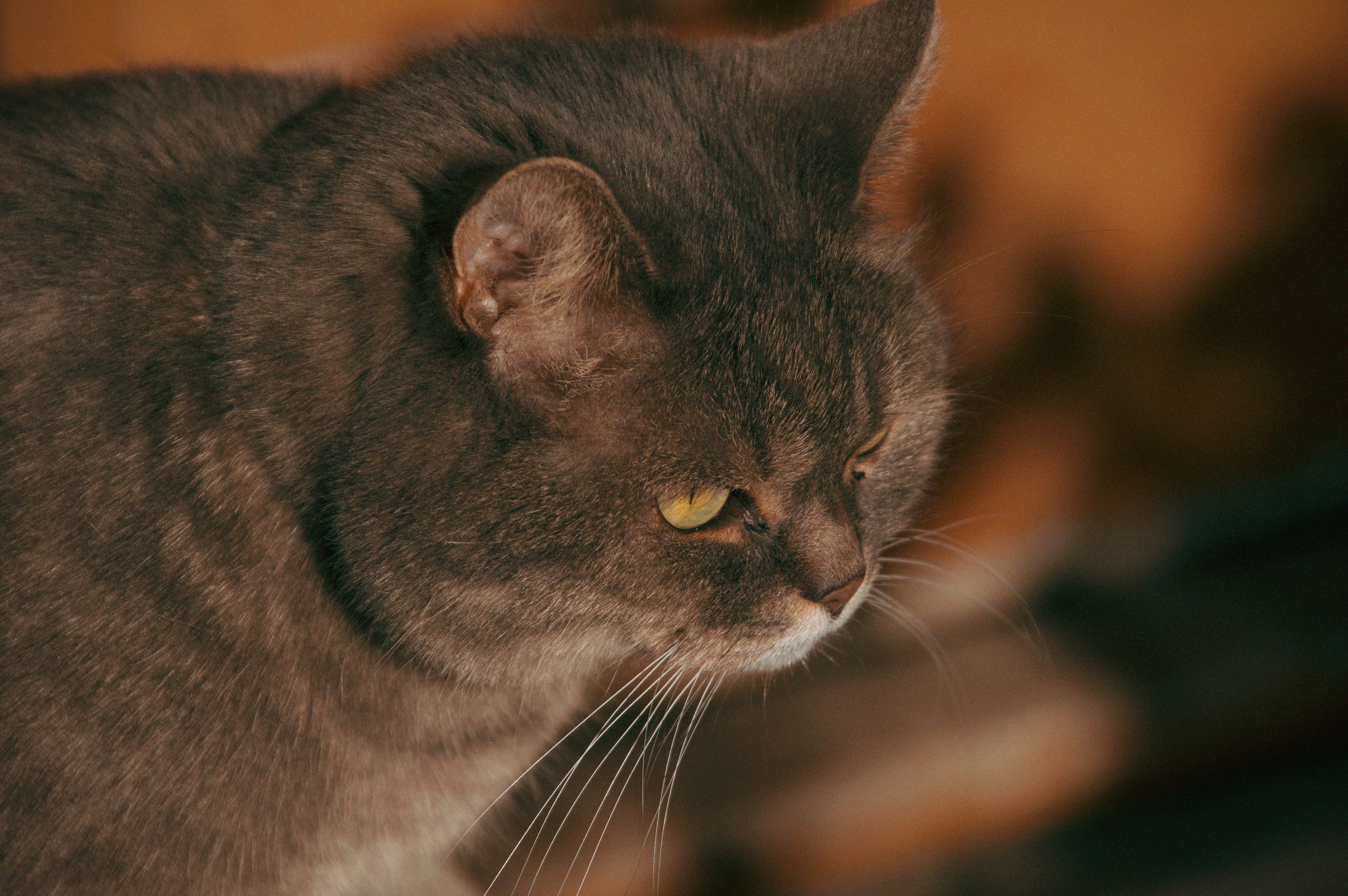 And this is my cat :)